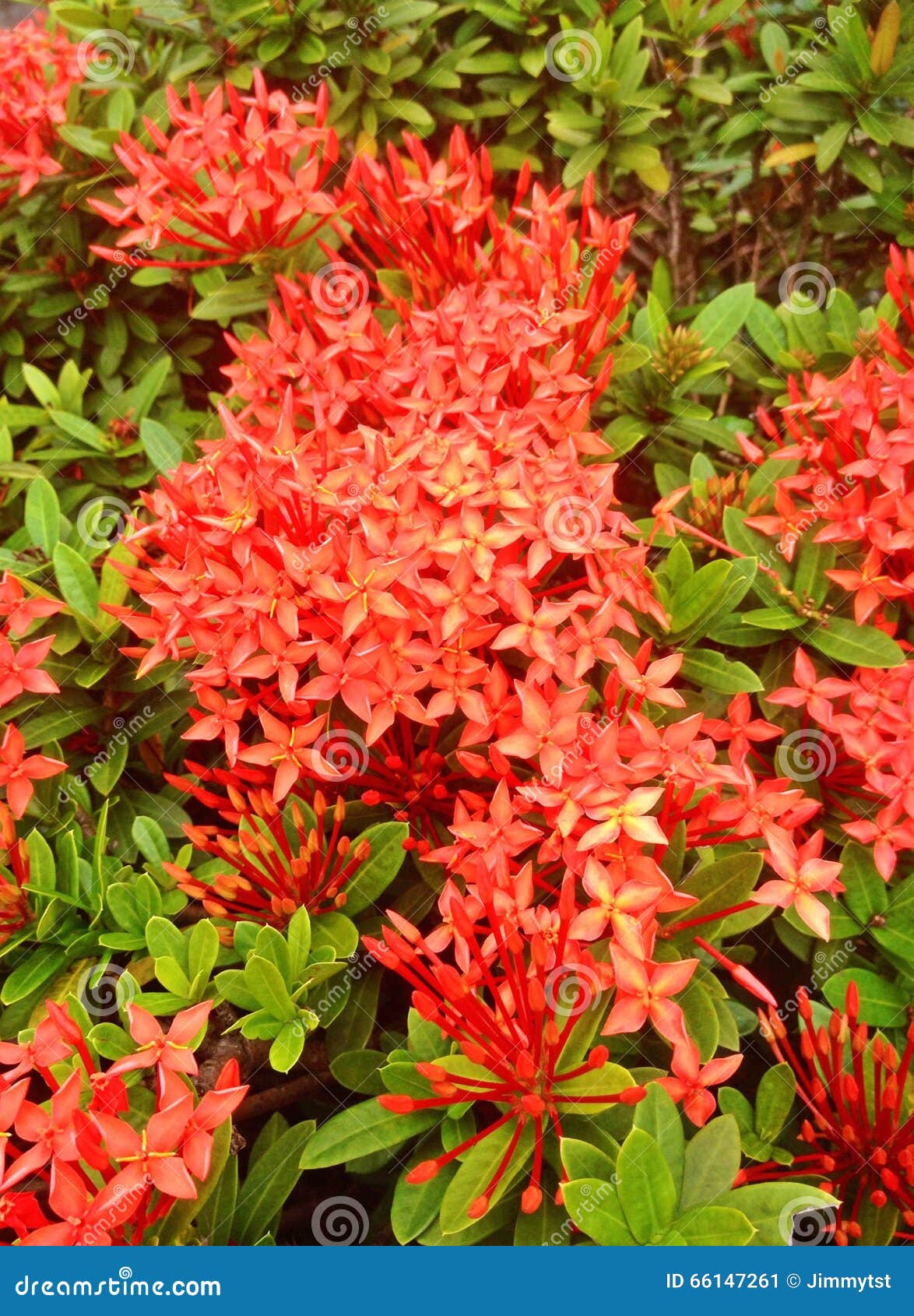 Red ixora flowers stock image. Image of buds, singapore - 66147261