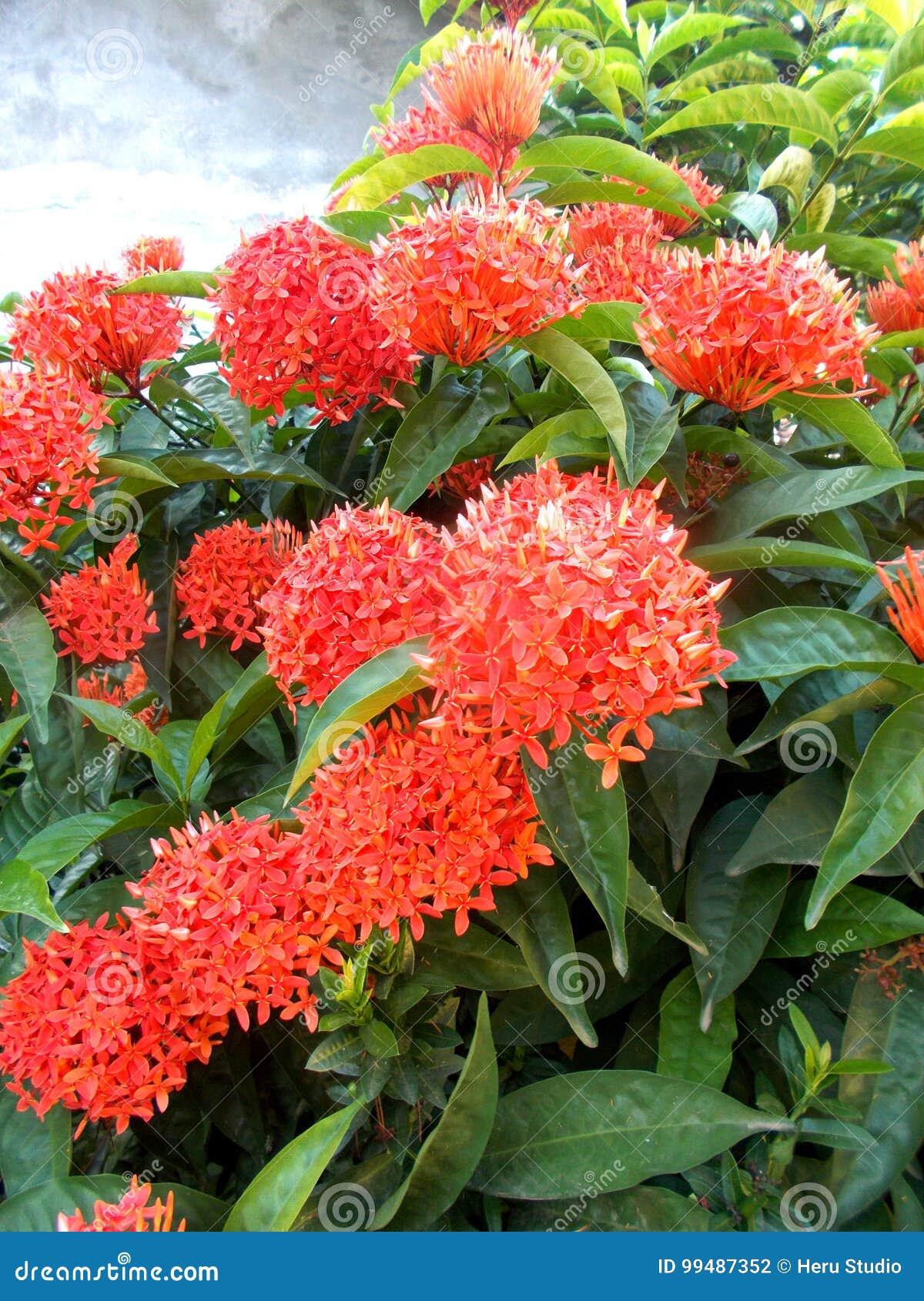 Red ixora flowers stock photo. Image of bright, closeup - 99487352