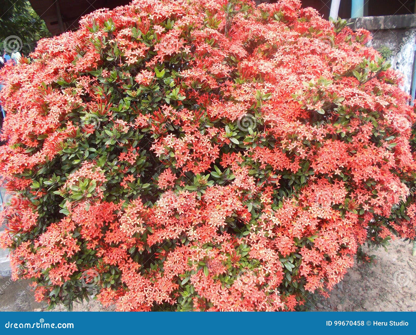 Red ixora flowers stock photo. Image of bloom, flowers - 99670458