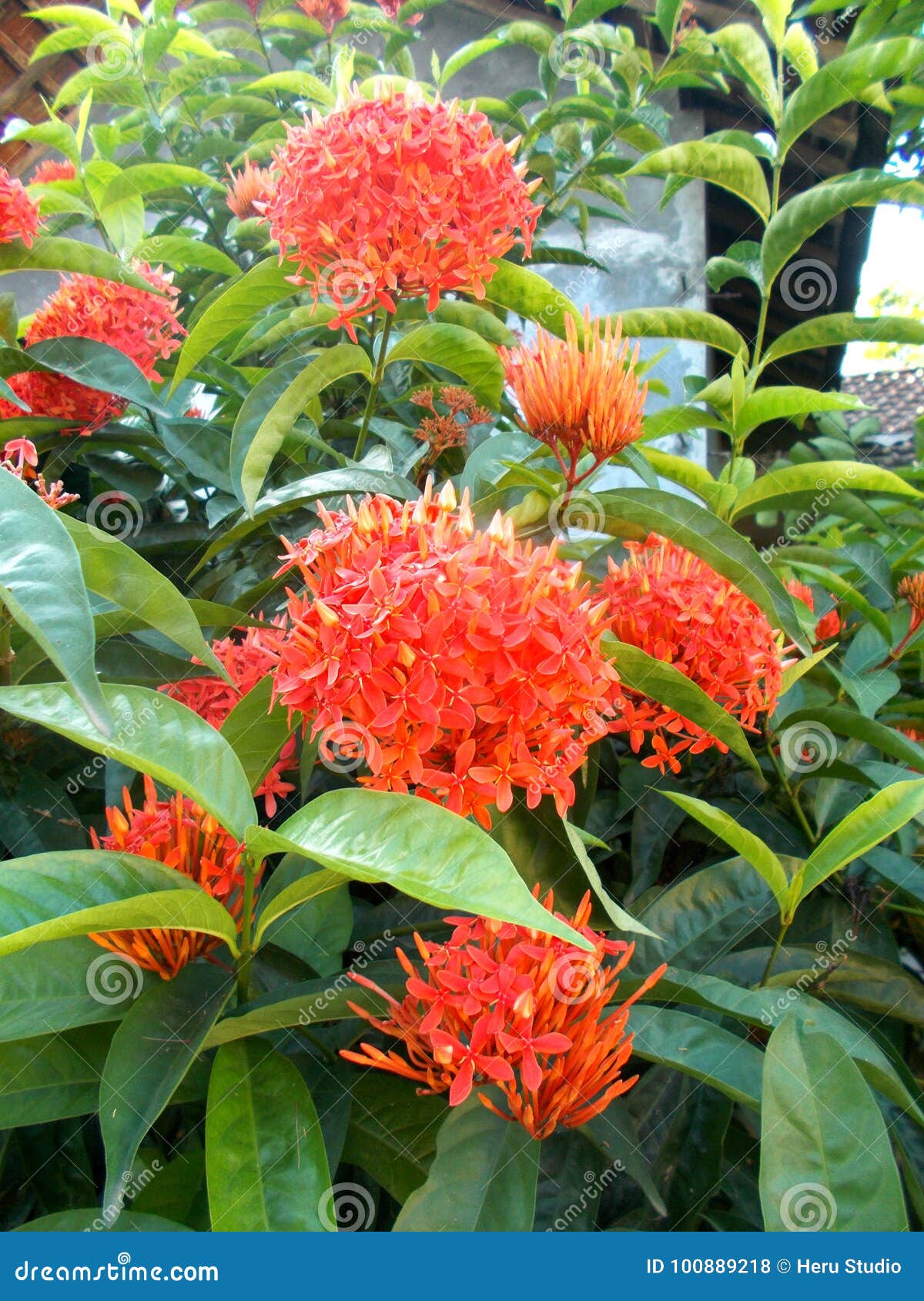 Red Ixora Flowers Closeups on the Tree Stock Photo - Image of fence ...
