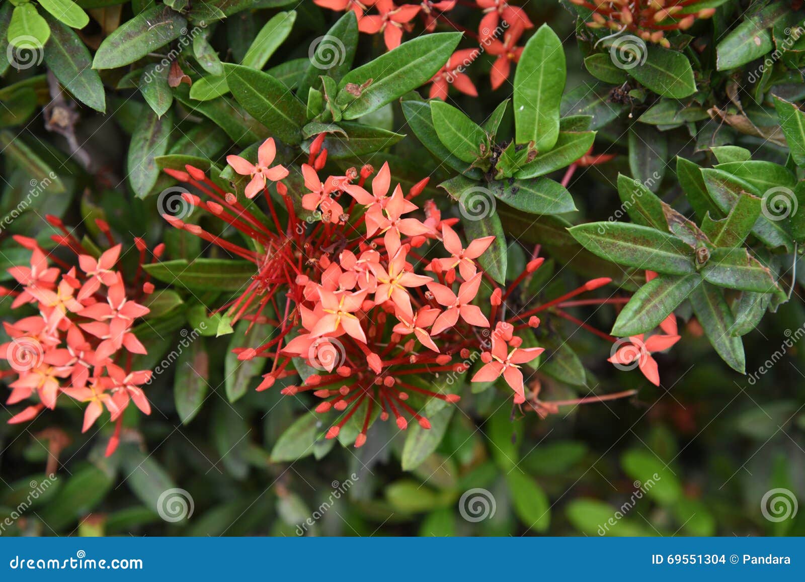 The red ixora in garden stock photo. Image of fresh, plant - 69551304