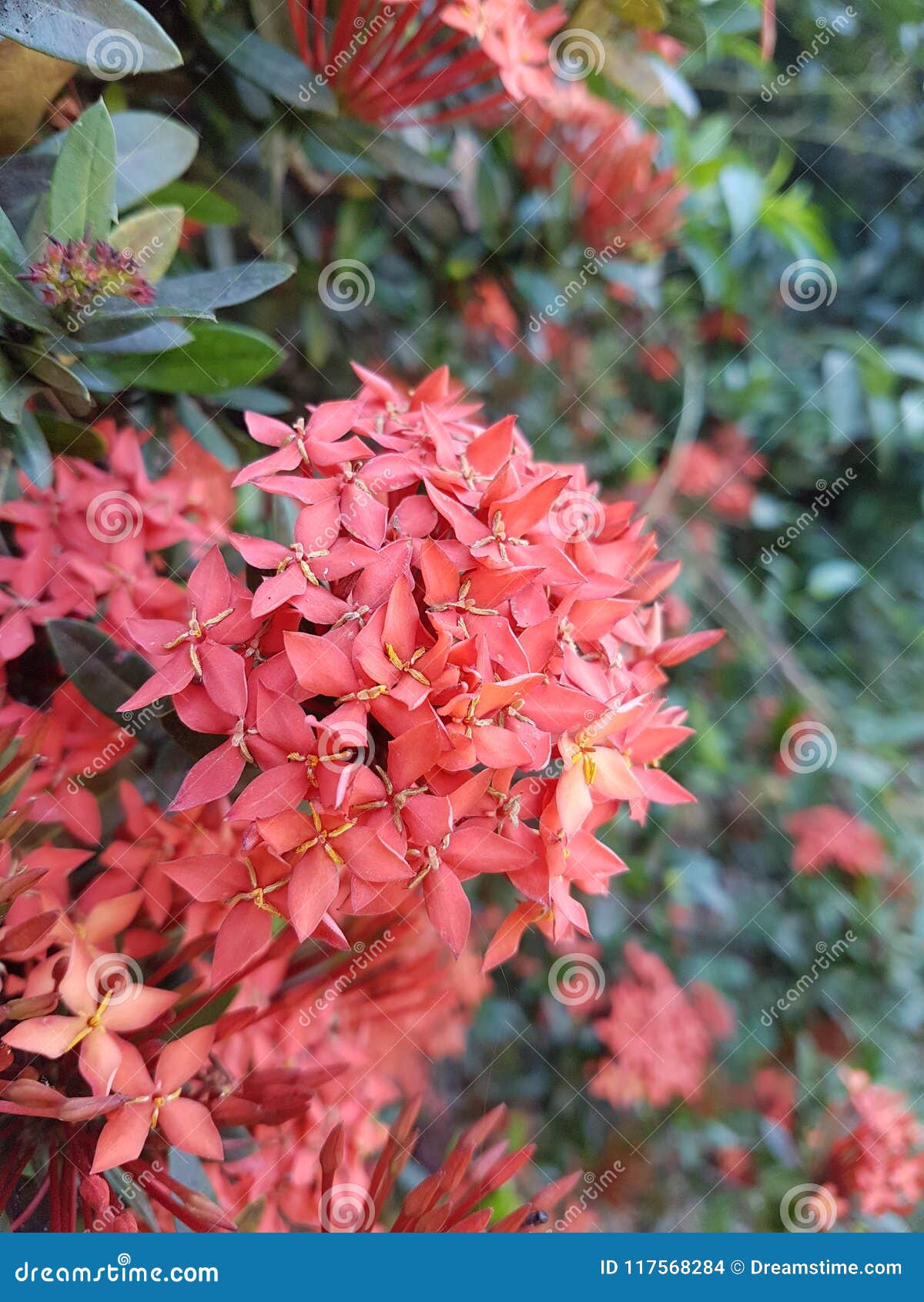 Red Ixora stock photo. Image of travel, ixora, environments - 117568284