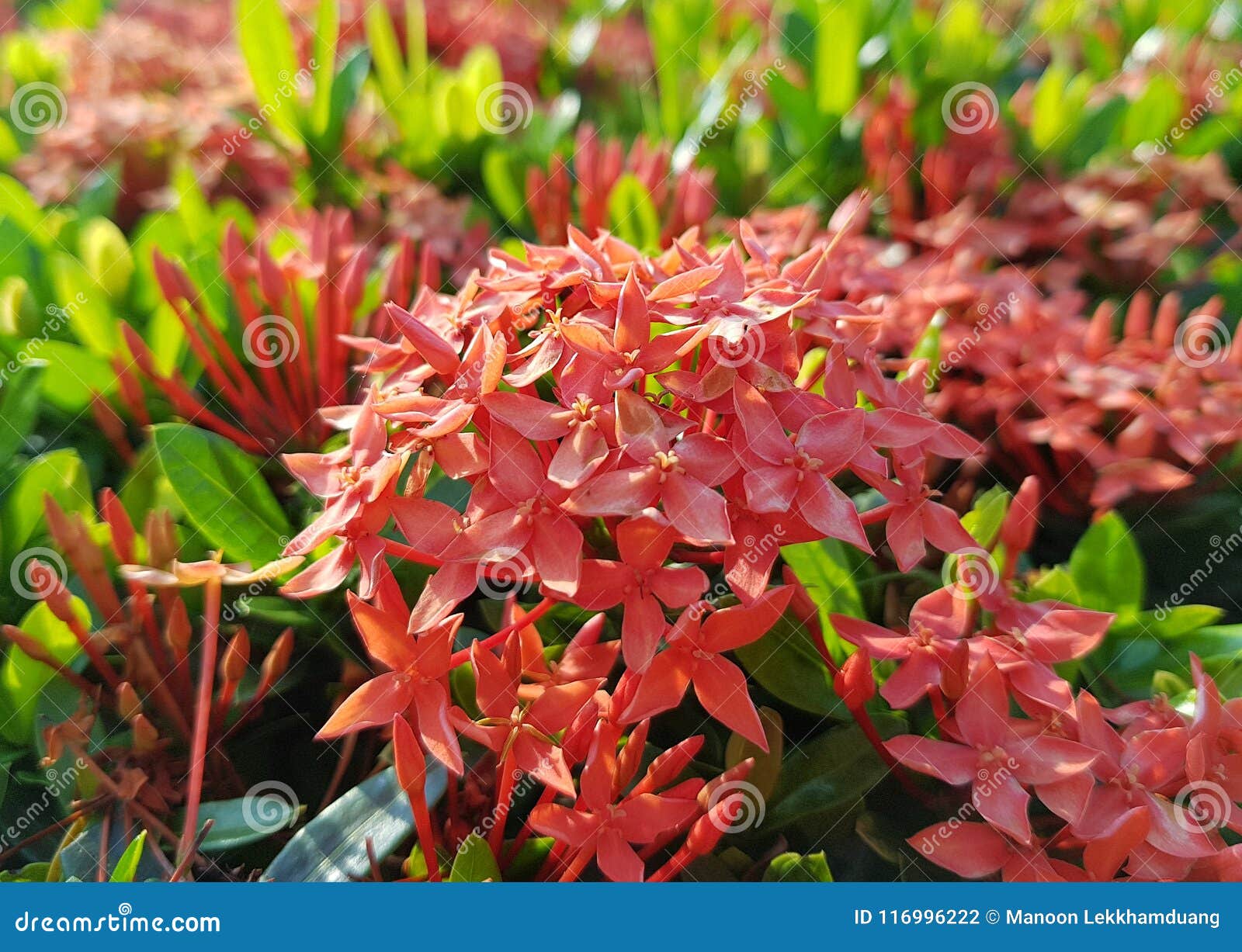 Red Ixora stock photo. Image of garden, bloom, fresh - 116996222