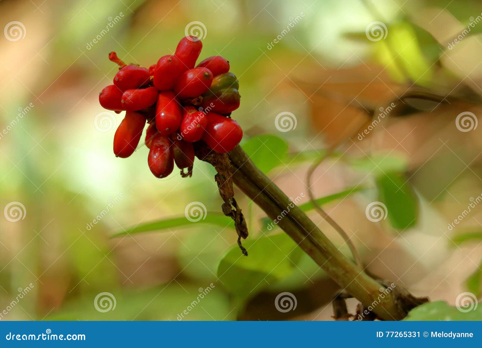 Red Jack-in-the-Pulpit Berries Stock Image - Image of plants, stalk ...