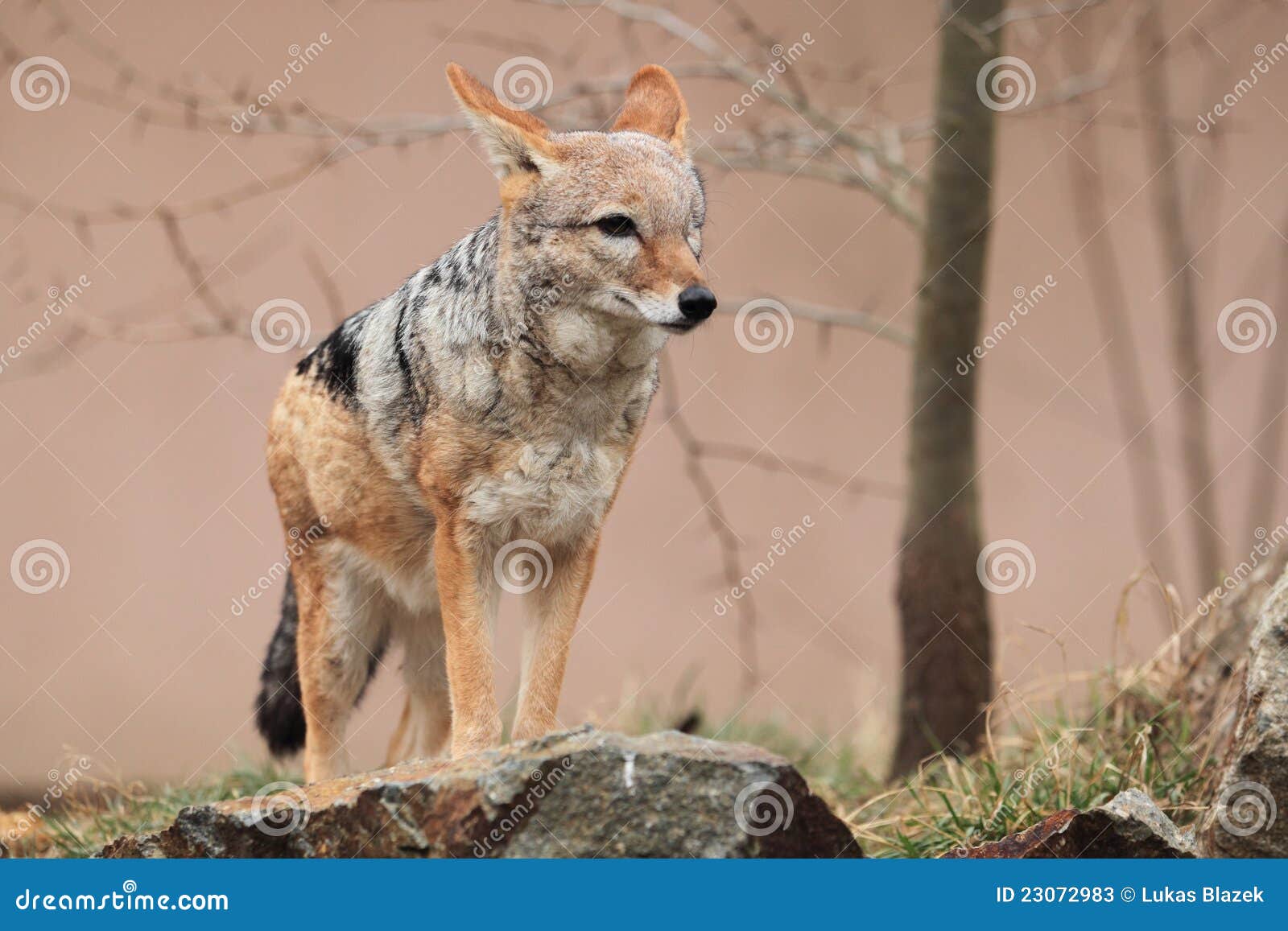 Red jackal stock image. Image of standing, mesomelas - 23072983