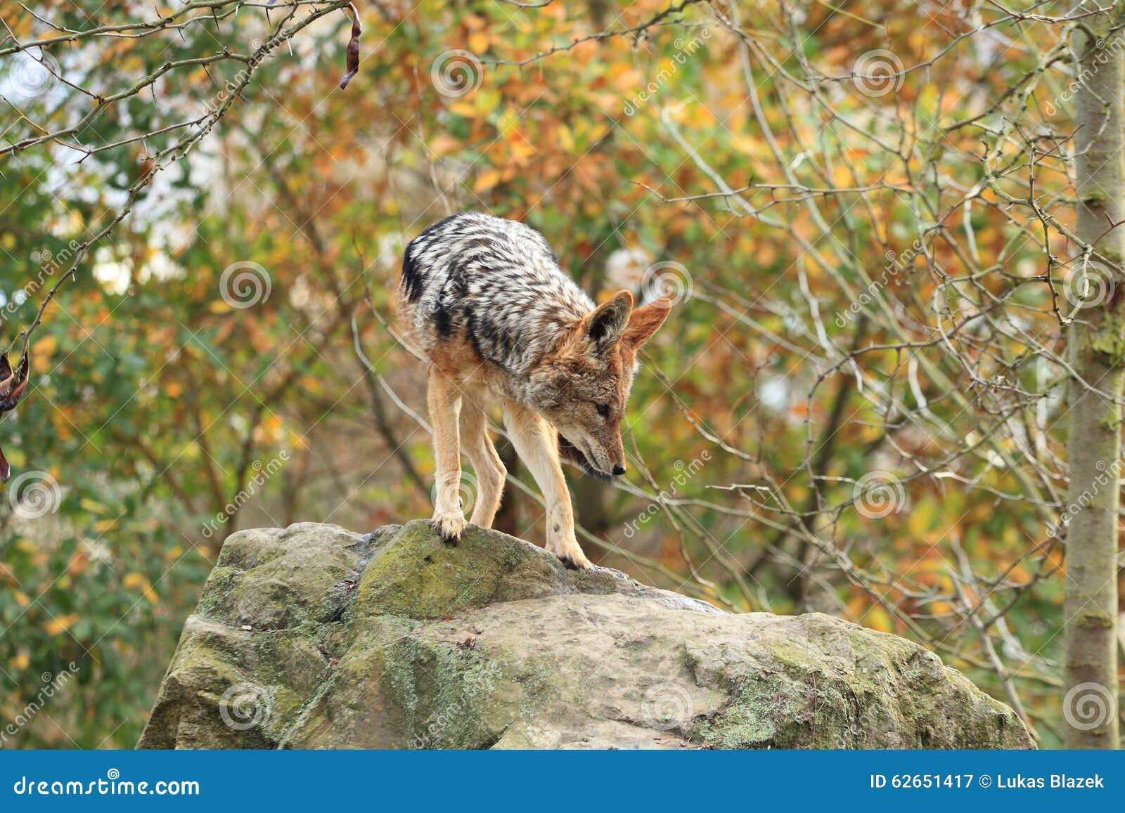 Red jackal stock image. Image of jackal, animal, standing - 62651417