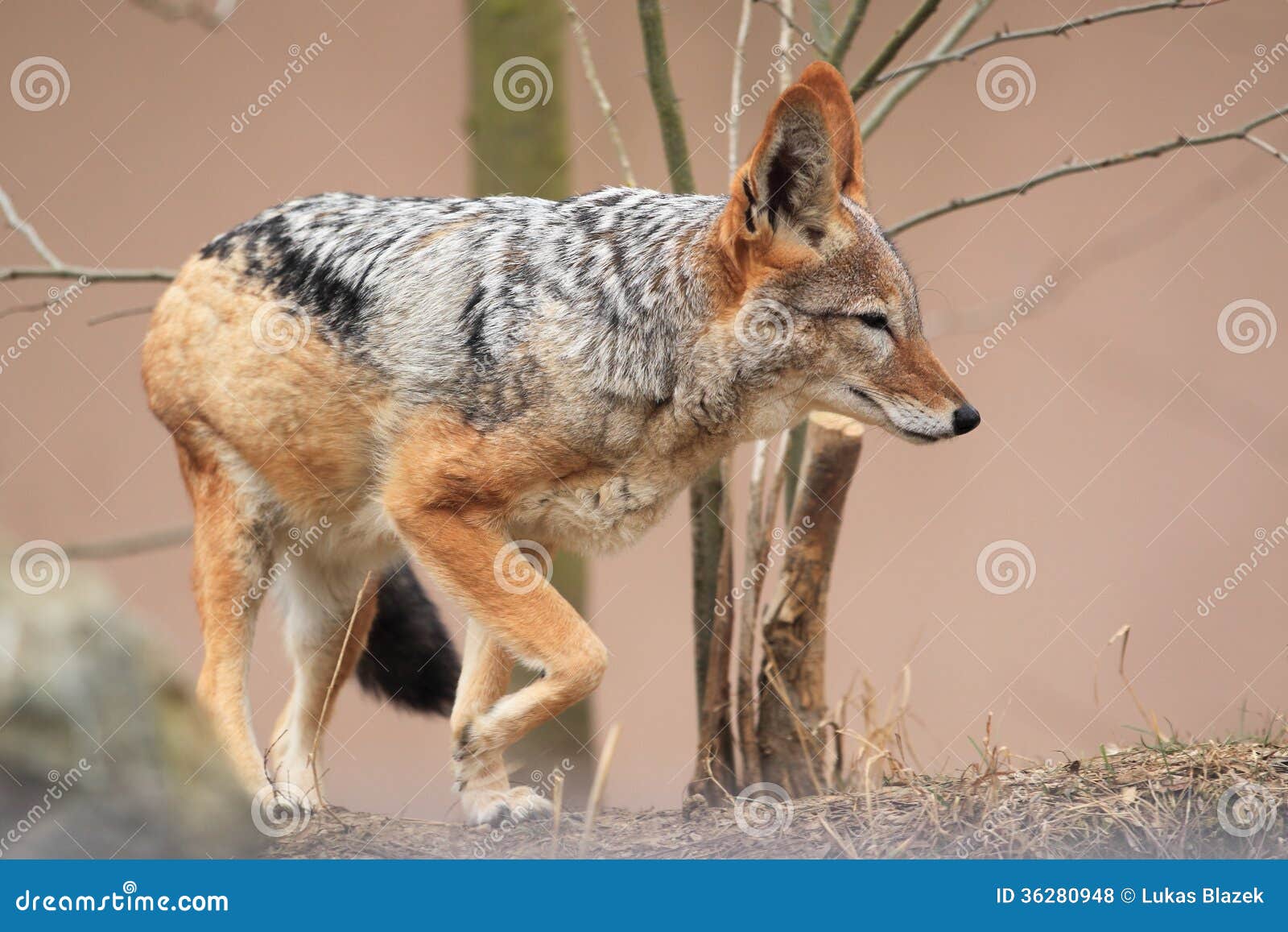 Red jackal stock photo. Image of mammal, rock, mesomelas - 36280948