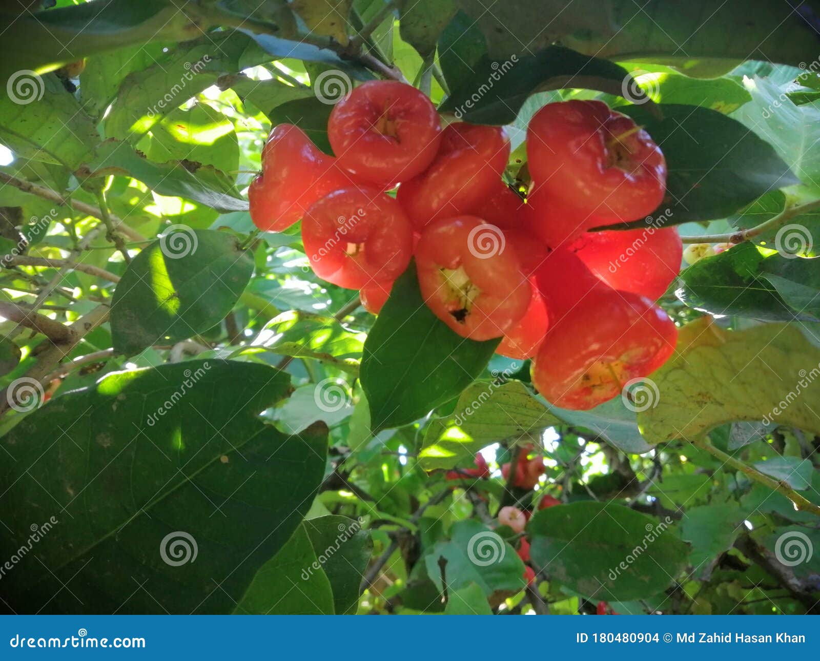 Red jamrul stock photo. Image of blossom, deciduous - 180480904