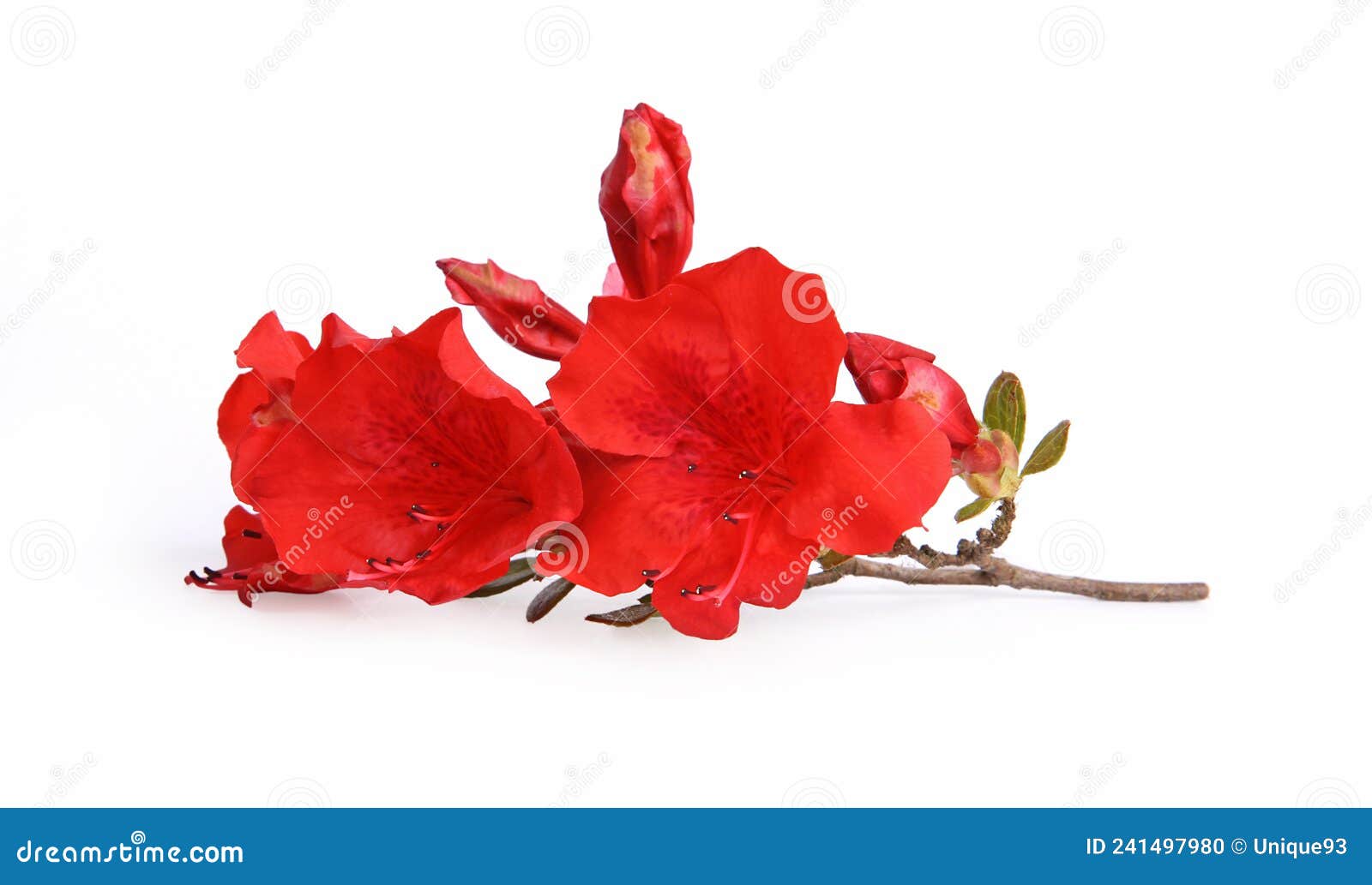 Red Japanese Azalea Flowers Stock Photo - Image of azalea, japanese ...