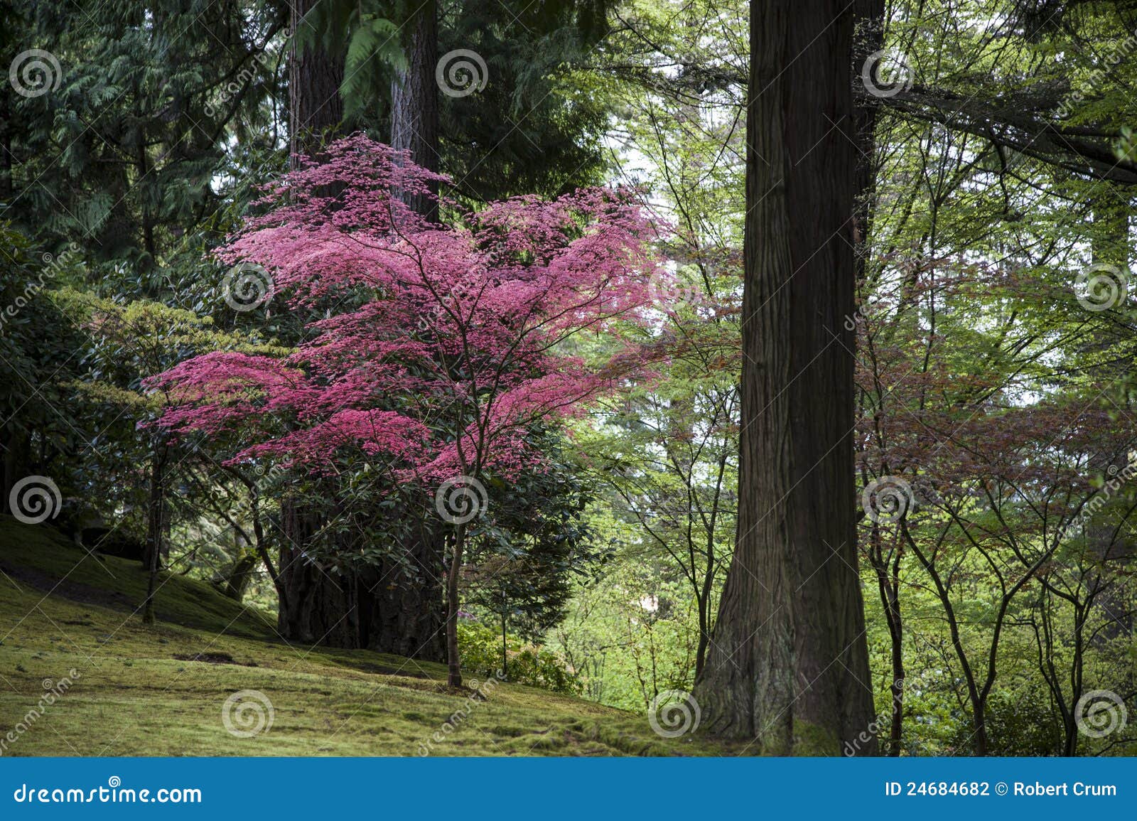 Red Japanese maple stock photo. Image of forest, bright - 24684682