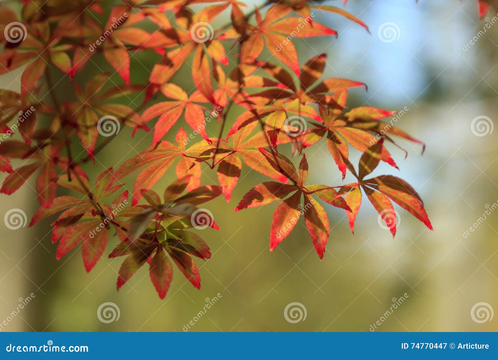 Red Japanese maple stock image. Image of beautiful, colorful - 74770447