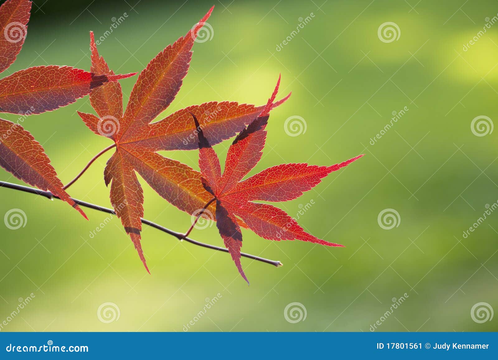 Red Japanese Maple leaves stock image. Image of fall - 17801561