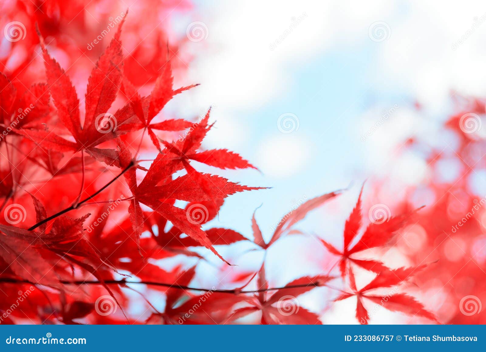 Red Japanese Maple Leaves. Autumn Background Stock Image - Image of ...