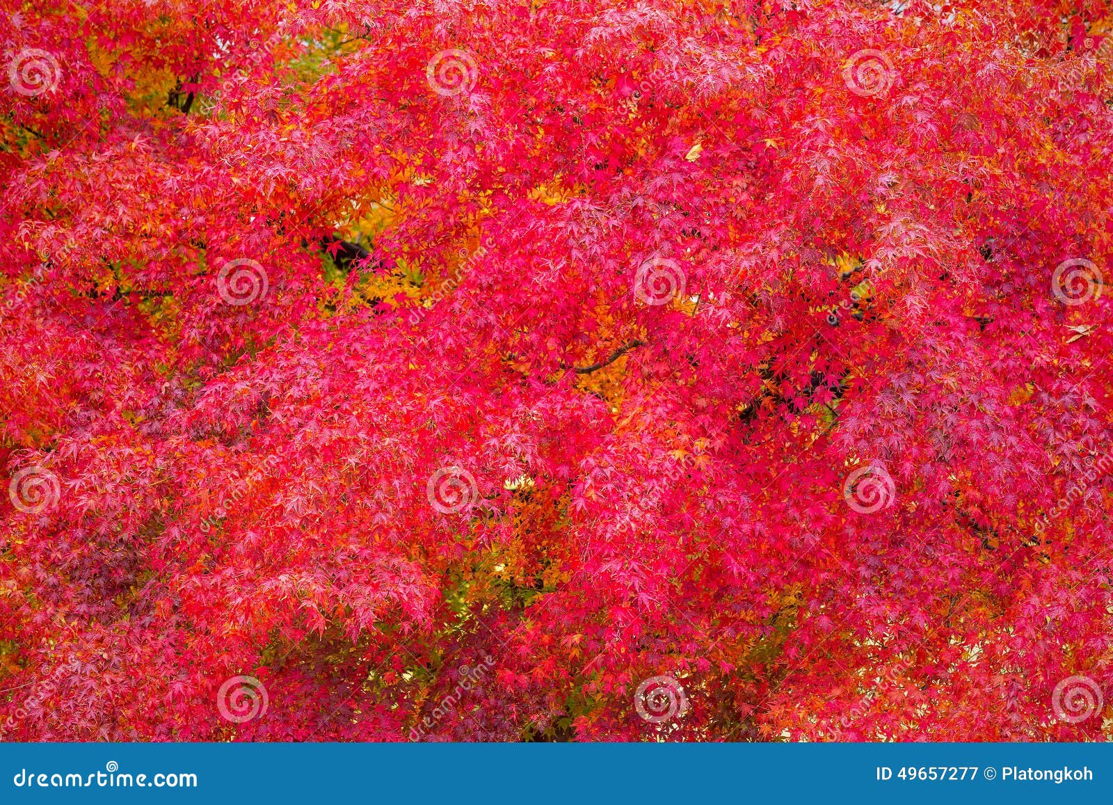Japanese Maple Tree Stock Photography | CartoonDealer.com #89450762