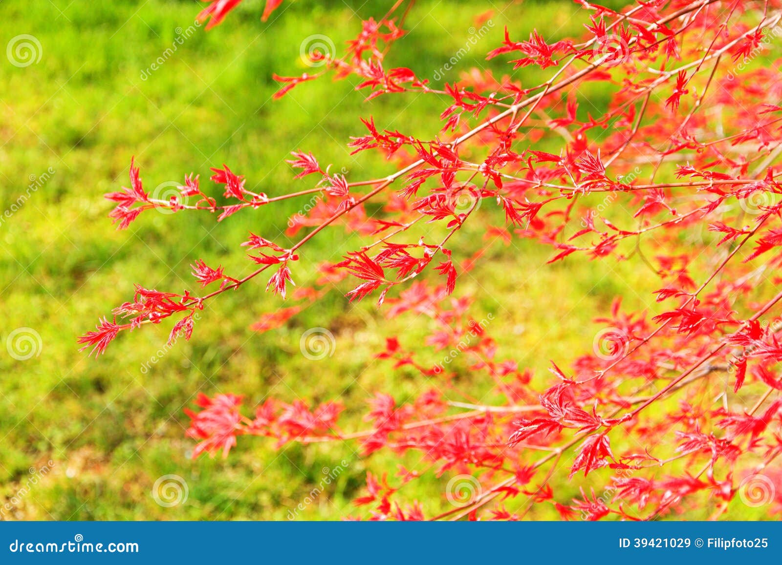 Red japanese maple stock image. Image of closeup, calm - 39421029