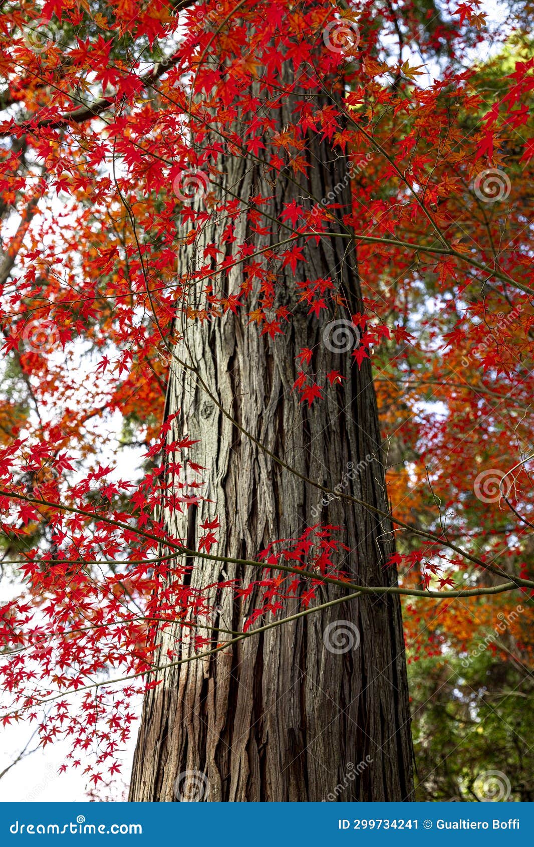 Red Japanese Maple Leaves and Tree Trunk Stock Image - Image of ...
