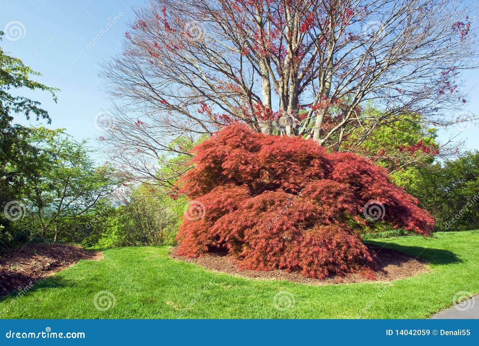 Red japanese maple tree stock image. Image of blue, spring - 14042059
