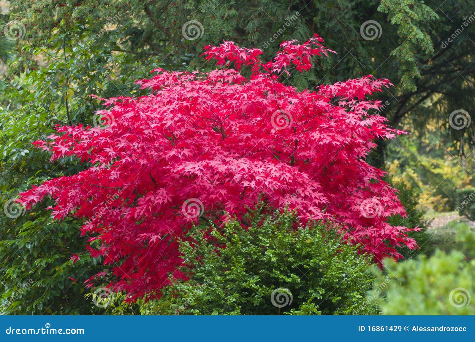 Red Japanese maple tree stock image. Image of bright - 16861429
