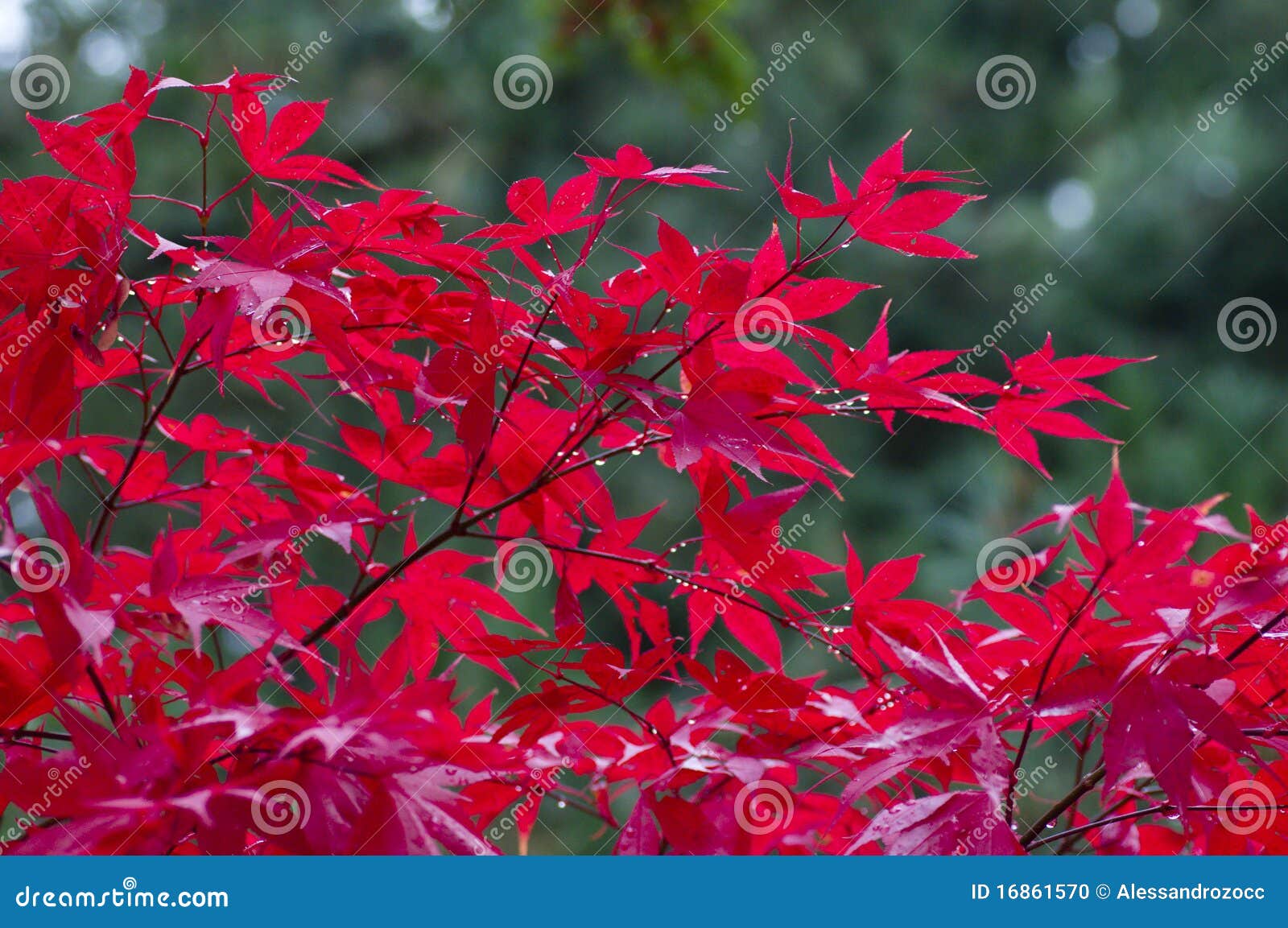 Red Japanese maple tree stock photo. Image of autumn - 16861570