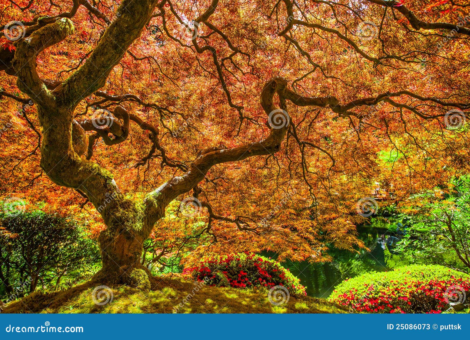 Red japanese maple tree stock image. Image of trunk, japanese - 25086073