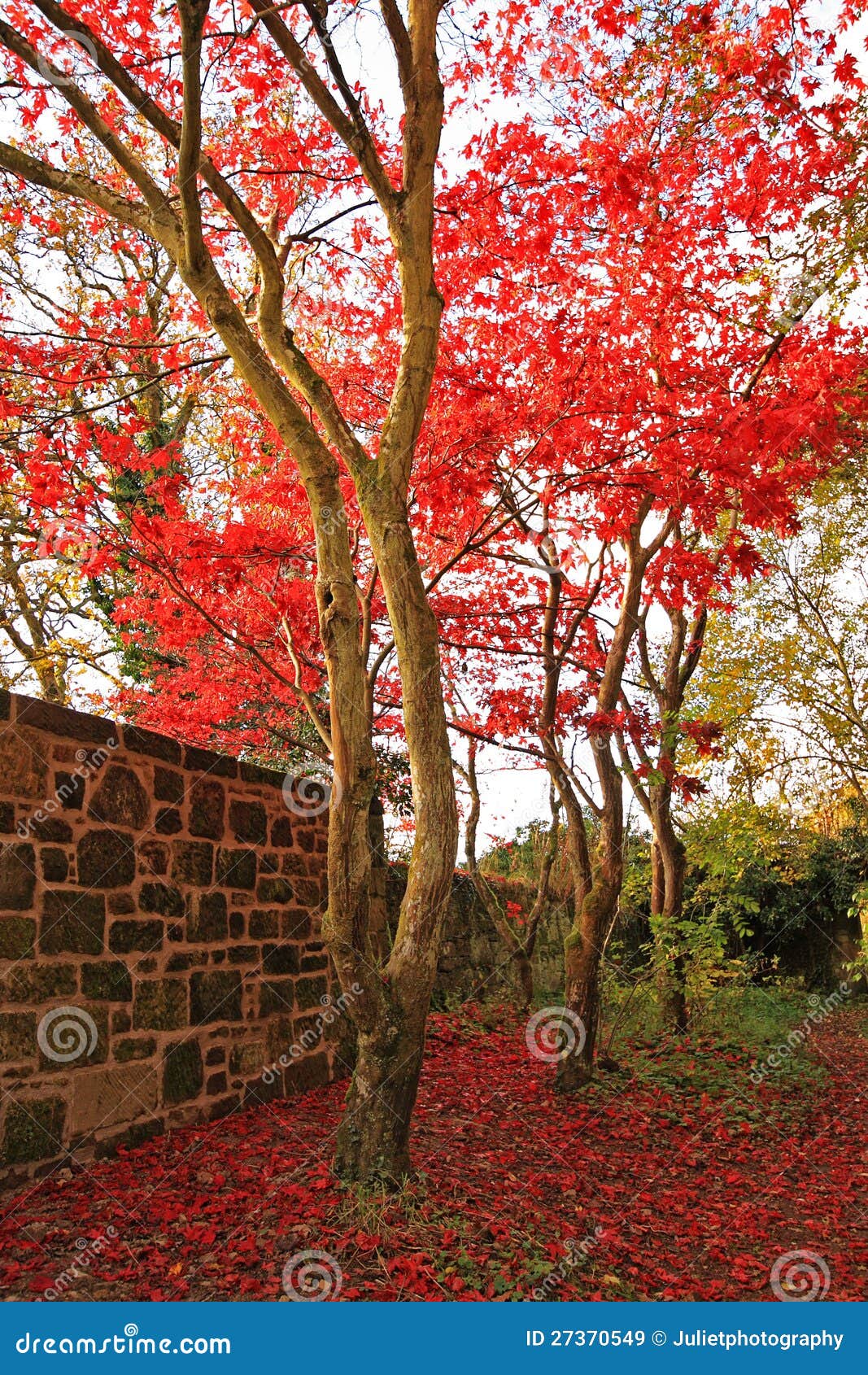 Red Japanese Maple tree stock image. Image of plant, flora - 27370549
