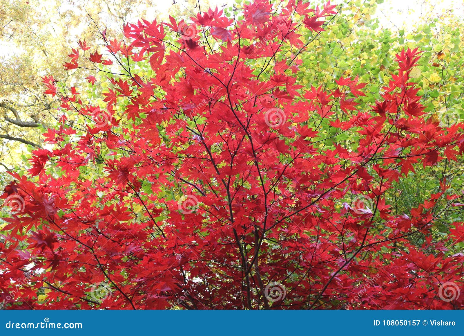 Red Japanese Maple Tree stock image. Image of landscape - 108050157