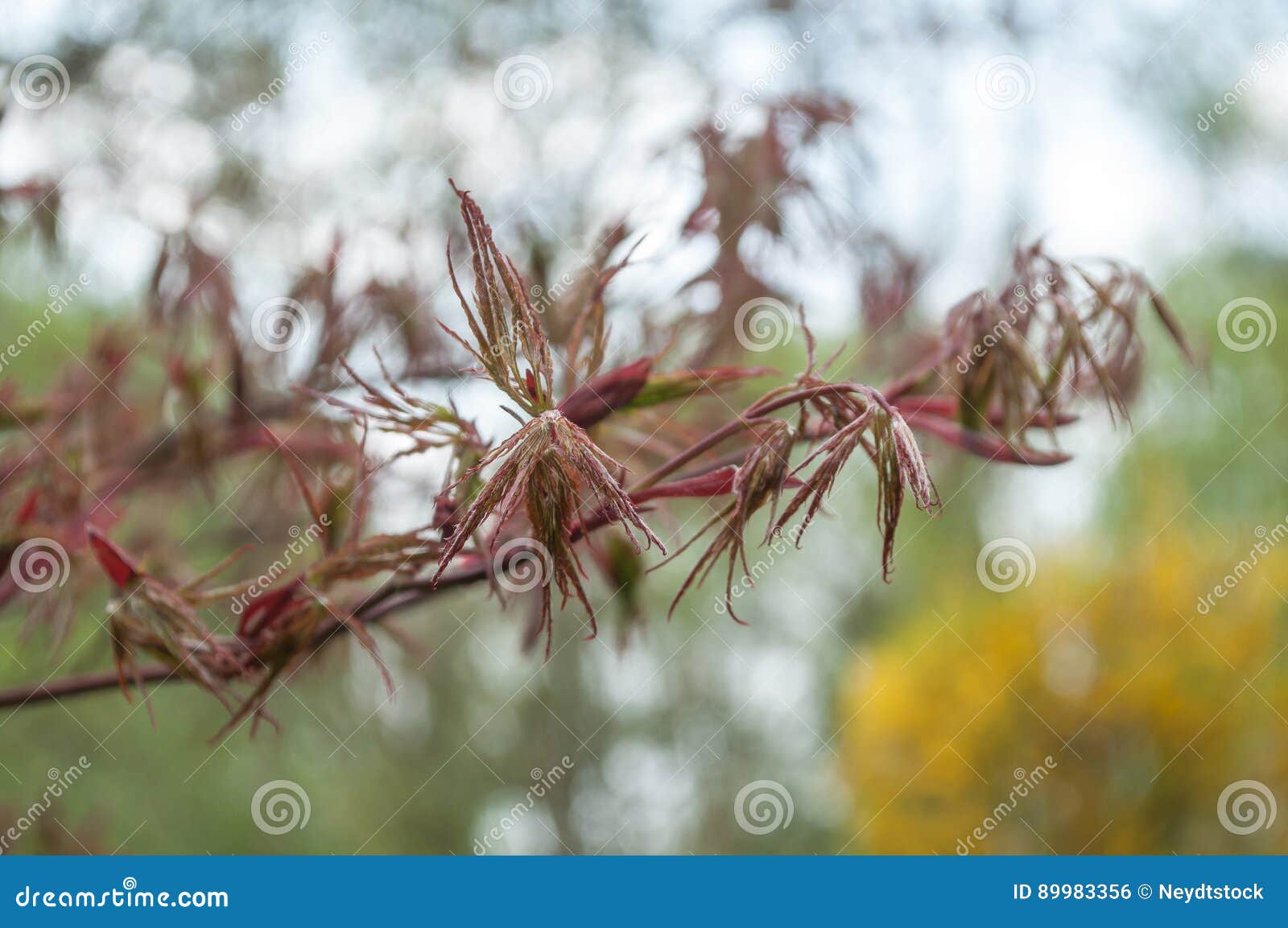 Red Japanese Maple Tree Branch at Spring Stock Photo - Image of travel ...