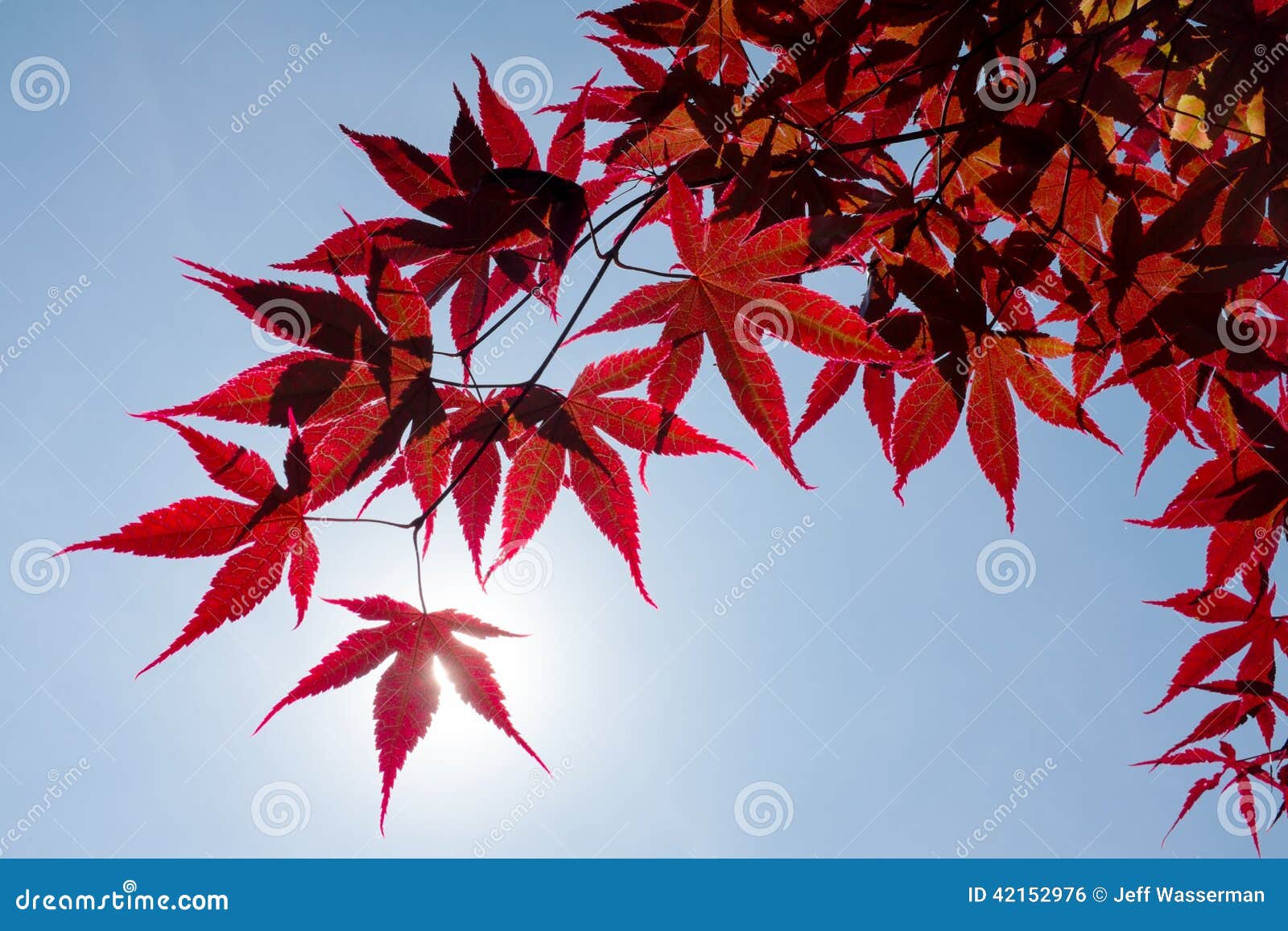 Red Japanese Maple Tree stock photo. Image of leaf, tree - 42152976