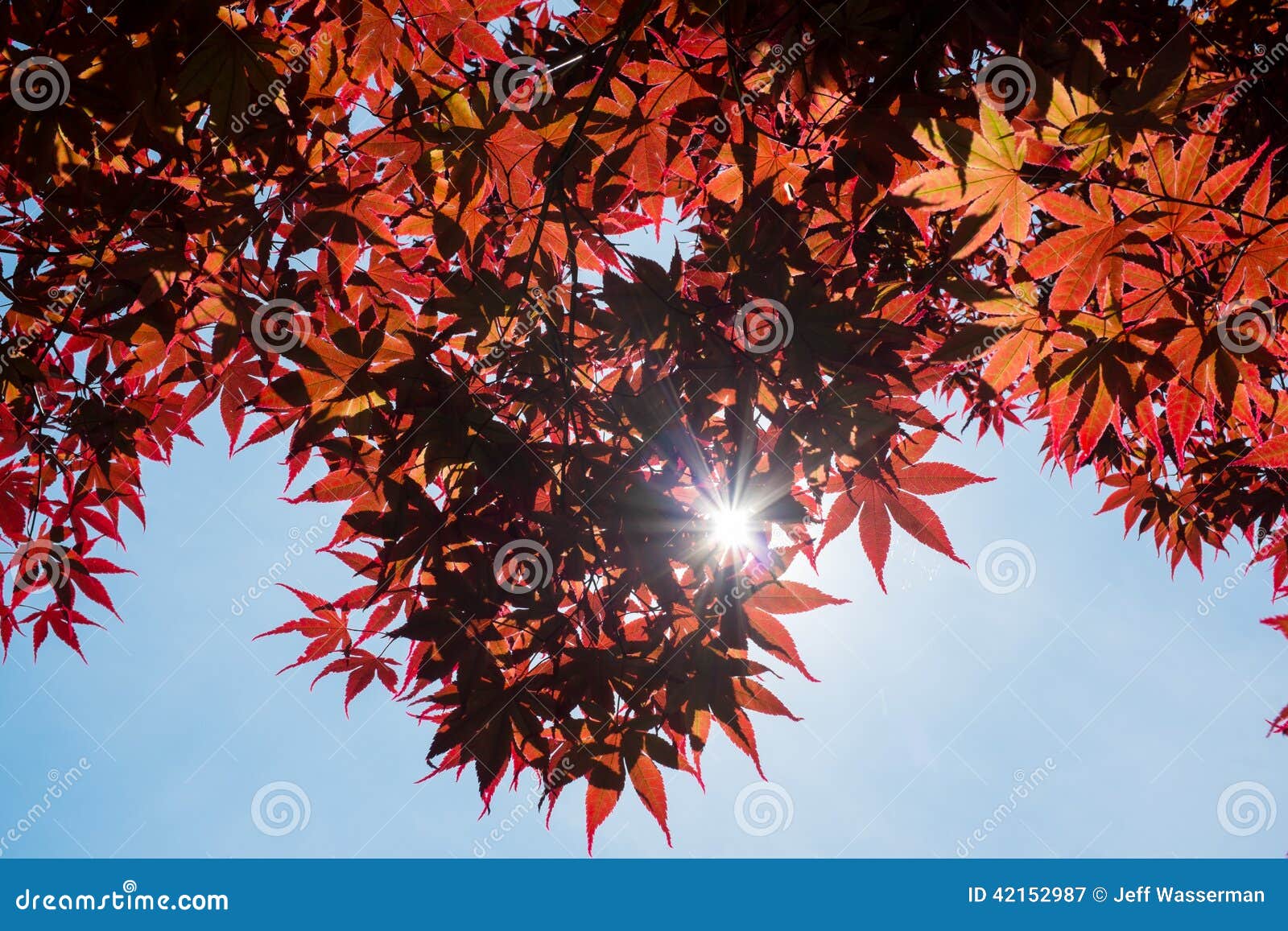 Red Japanese Maple Tree stock image. Image of season - 42152987