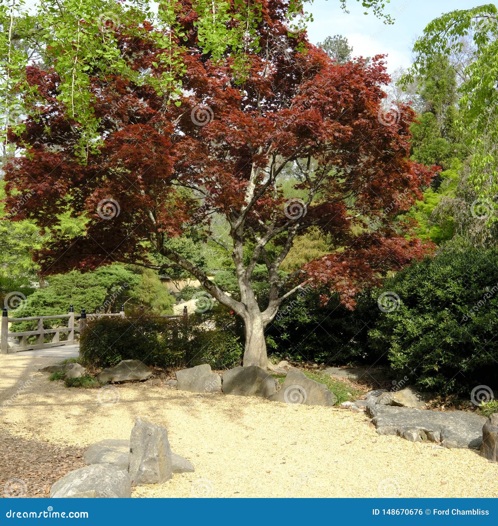 Red Japanese Maple Tree in Japanese Garden Setting Stock Photo - Image ...