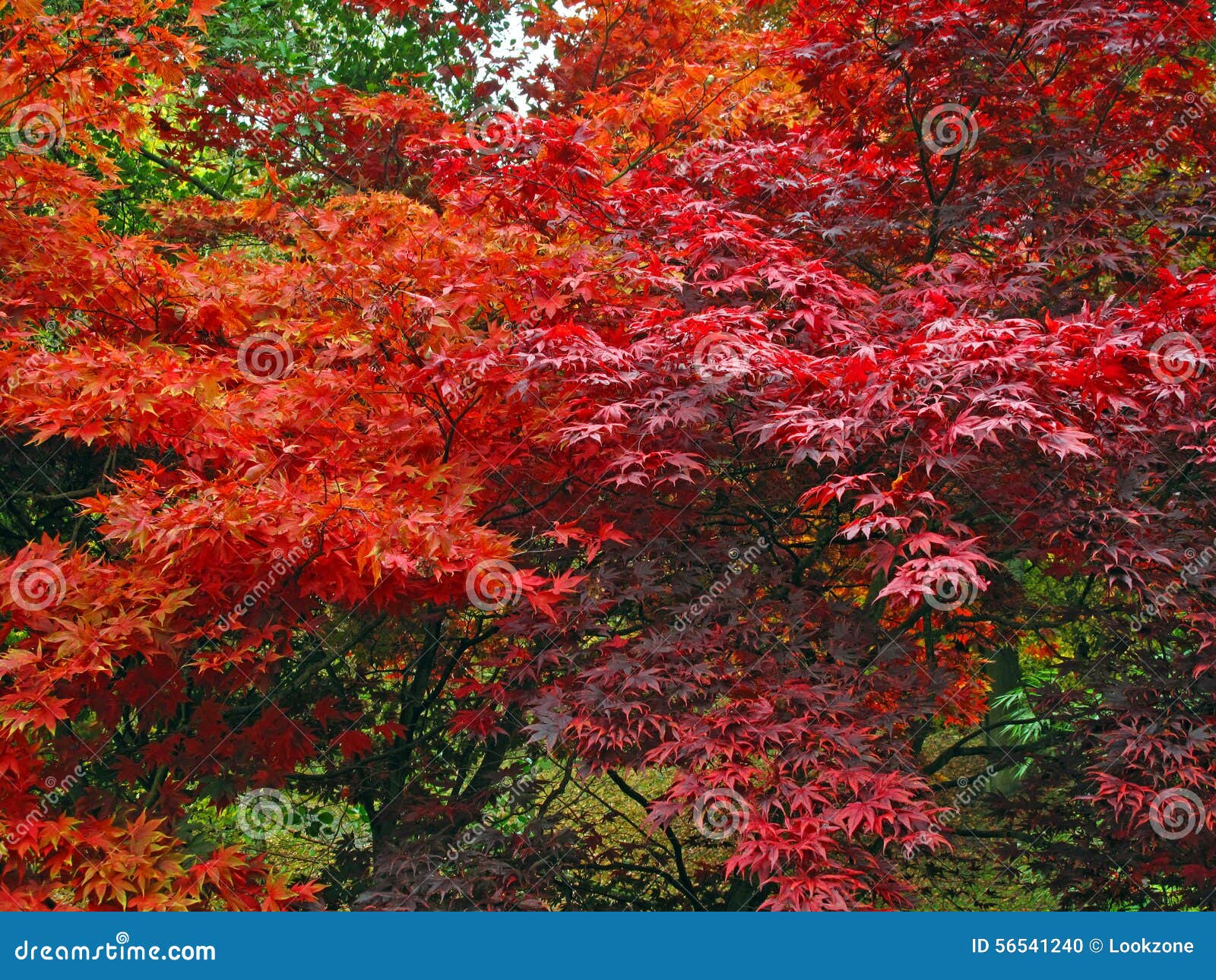 Red Japanese Maple Tree. stock photo. Image of fall, nature - 56541240