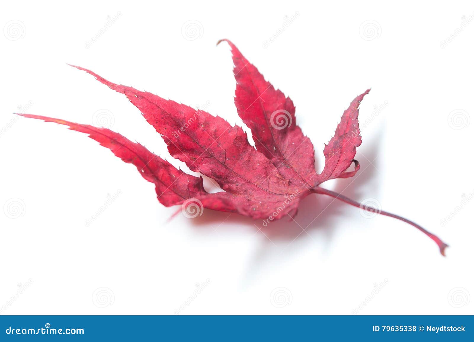 Red Japanese Maple Tree Leaf Stock Photo - Image of natural, isolated ...