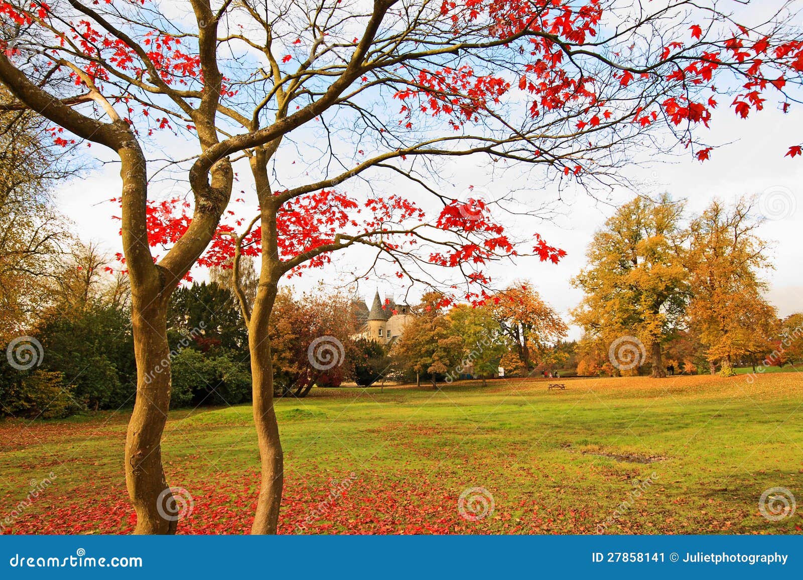 Red Japanese Maple Tree in the Park. Stock Image - Image of outdoor ...
