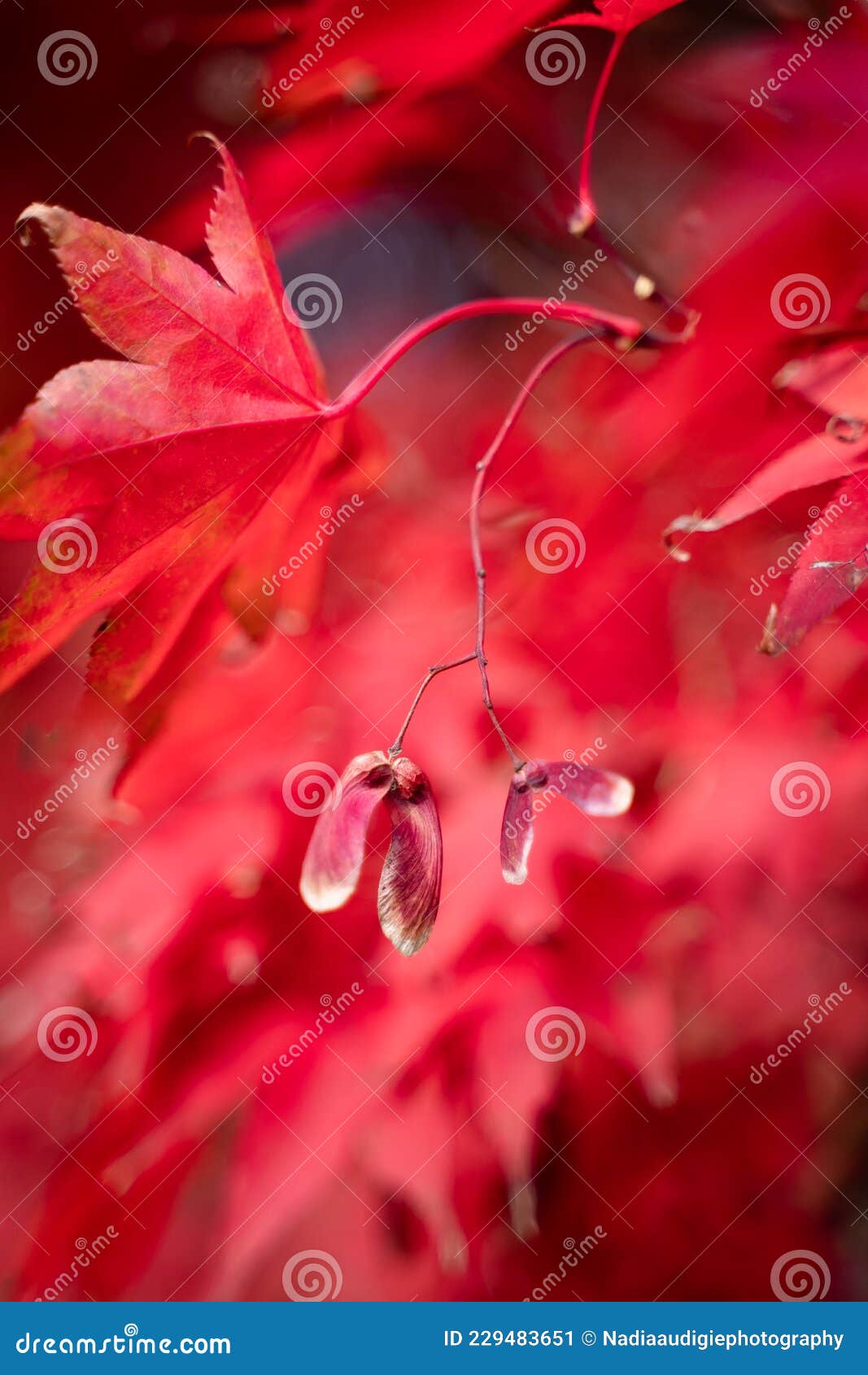 Red Japanese Maple Tree Seed Pod Stock Image - Image of golden, bright ...