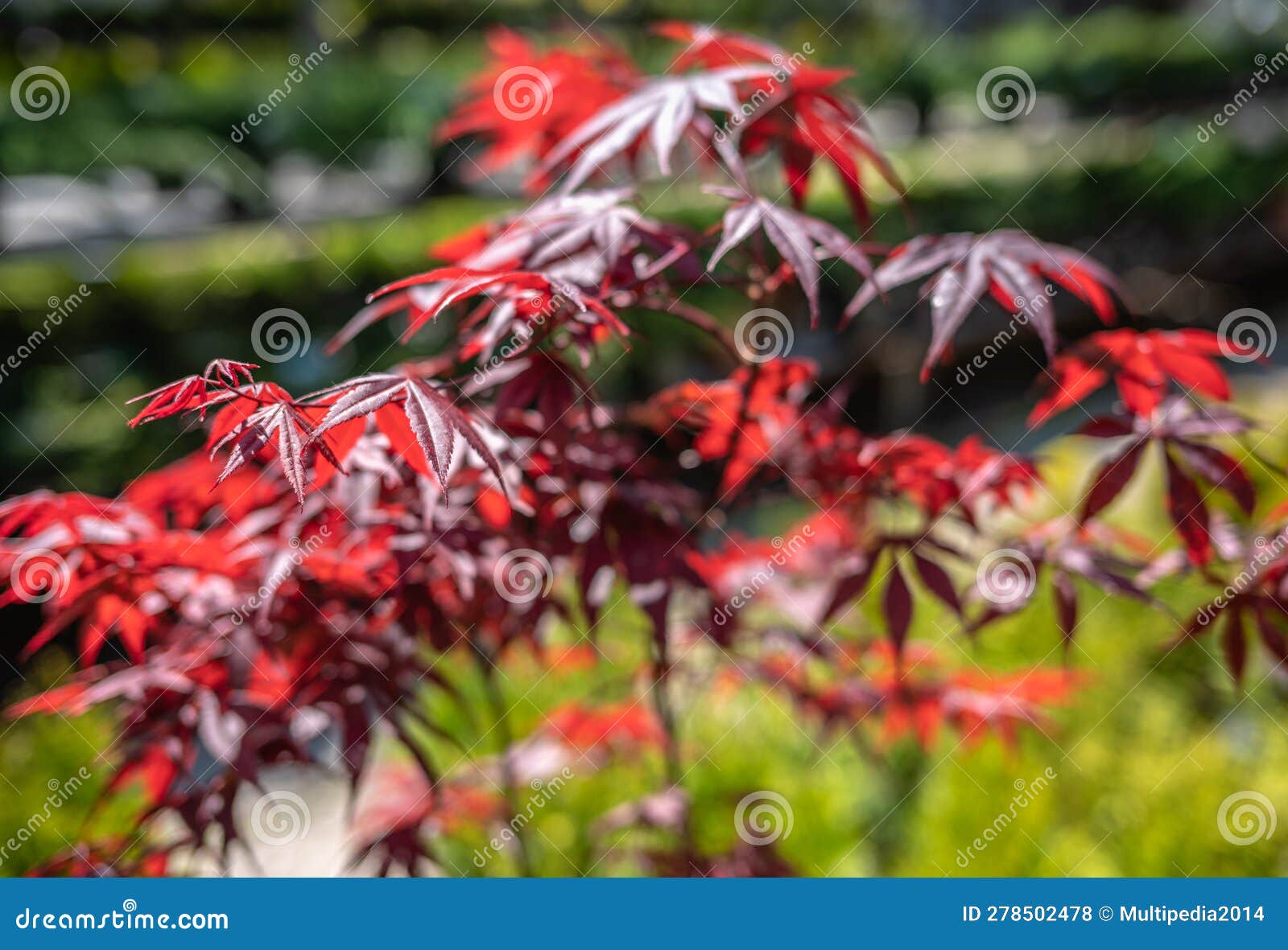 Red Japanese Maple stock photo. Image of tree, japanese - 278502478