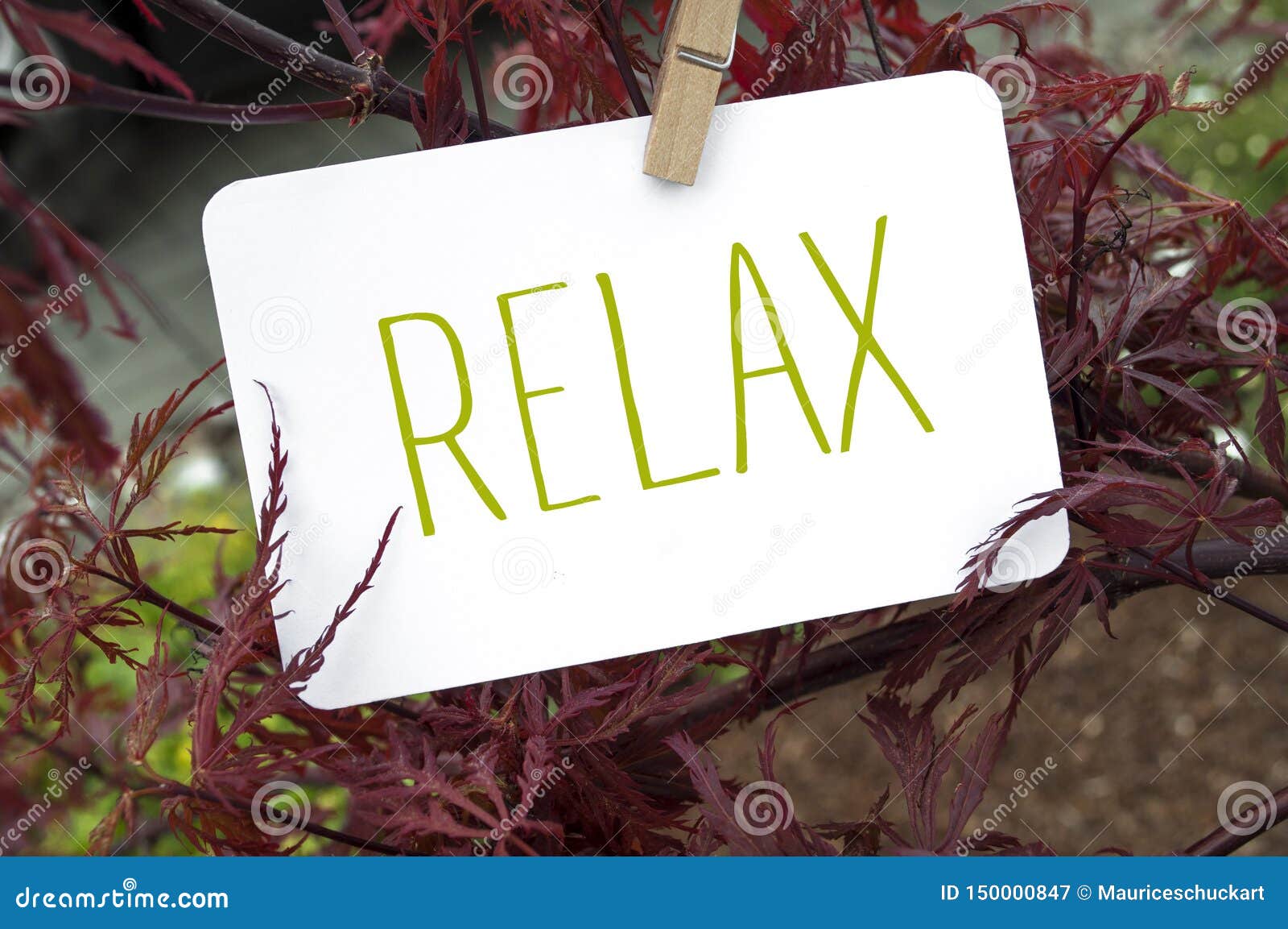 Red Japanese Maple with Cardboard RELAX Stock Image - Image of ...