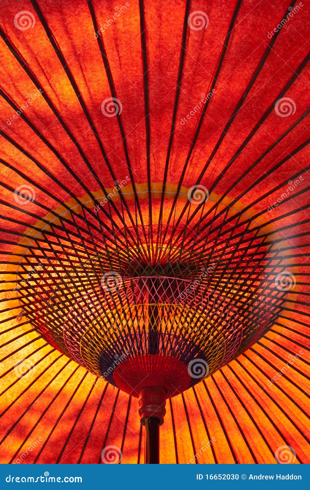 Japanese Parasol Tree Royalty-Free Stock Photo | CartoonDealer.com ...