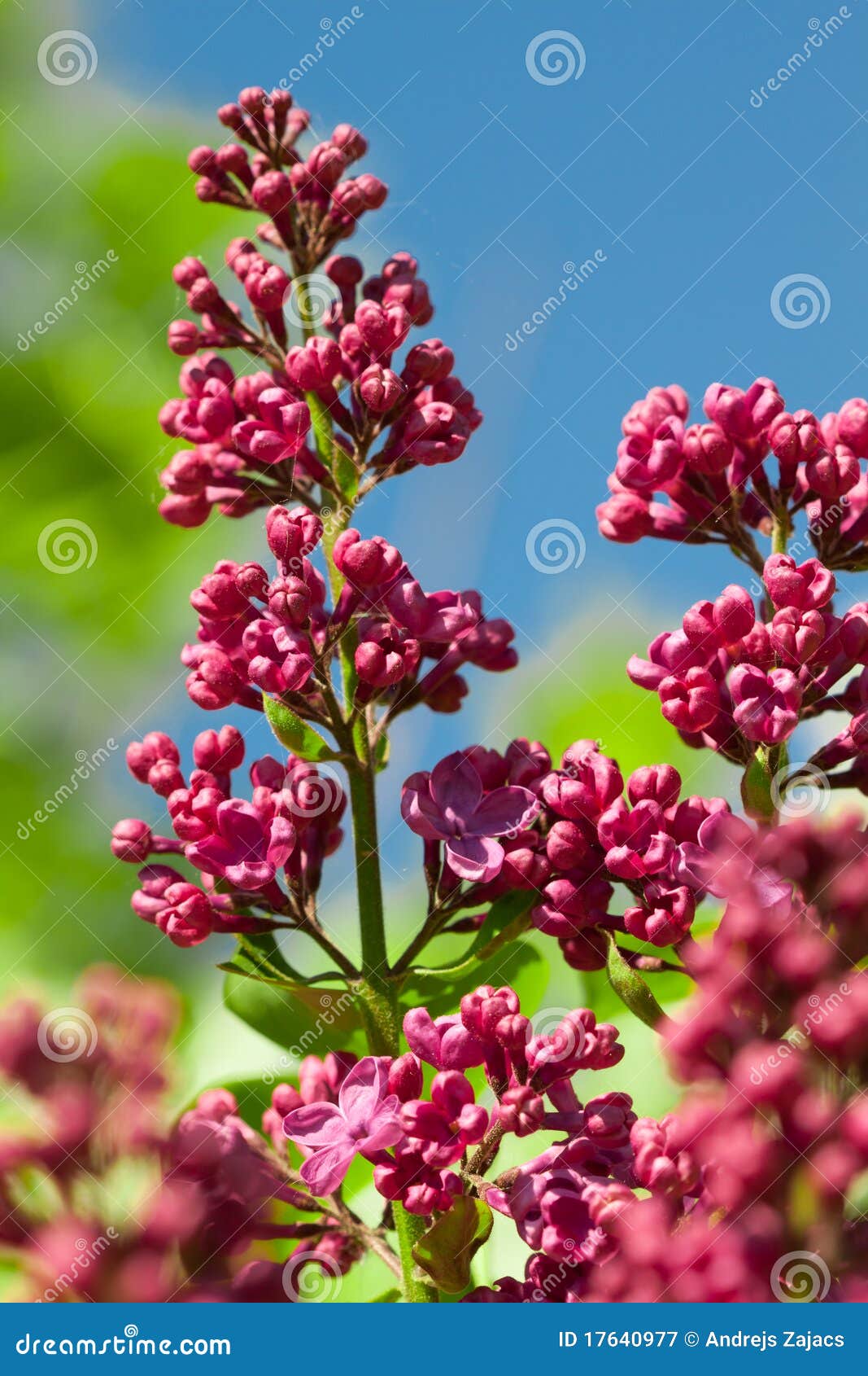 Red jasmine stock image. Image of card, flower, background - 17640977