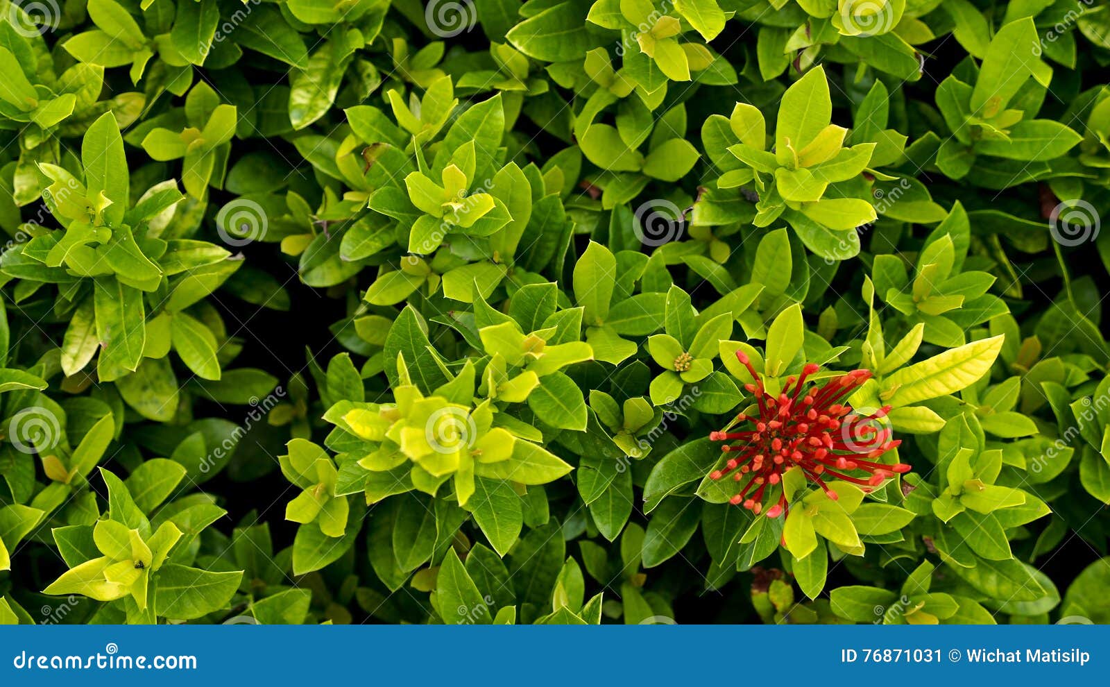 Red Jasmine Flower Blooming Stock Image - Image of bloom, gardening ...