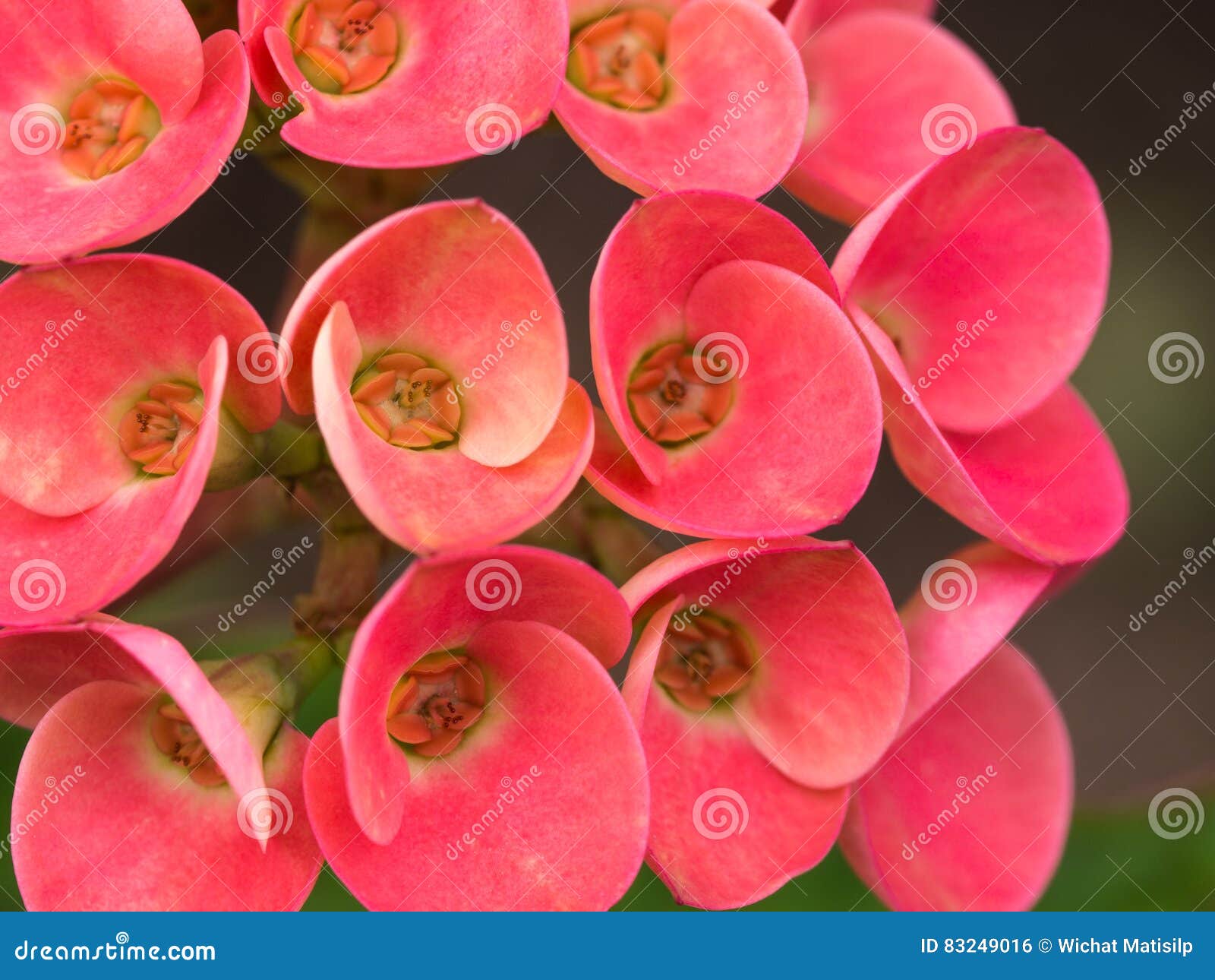 Red Jasmine Flowers Blooming Stock Photo - Image of indian, leaf: 83249016