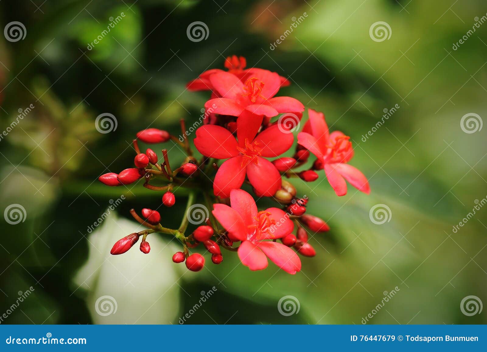 Red Jatropha Integerrima Flower, Peregrina or Spicy Jatropha Stock ...
