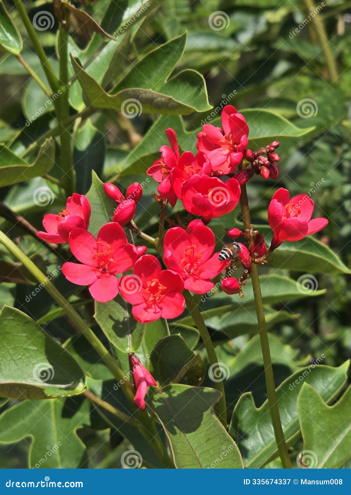Red Jatropha Integerrima Flowers in the Garden Stock Image - Image of ...