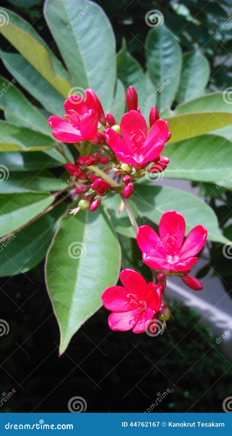 Red Jatropha Integerrima Jacq. Stock Image - Image of flower, jatropha ...