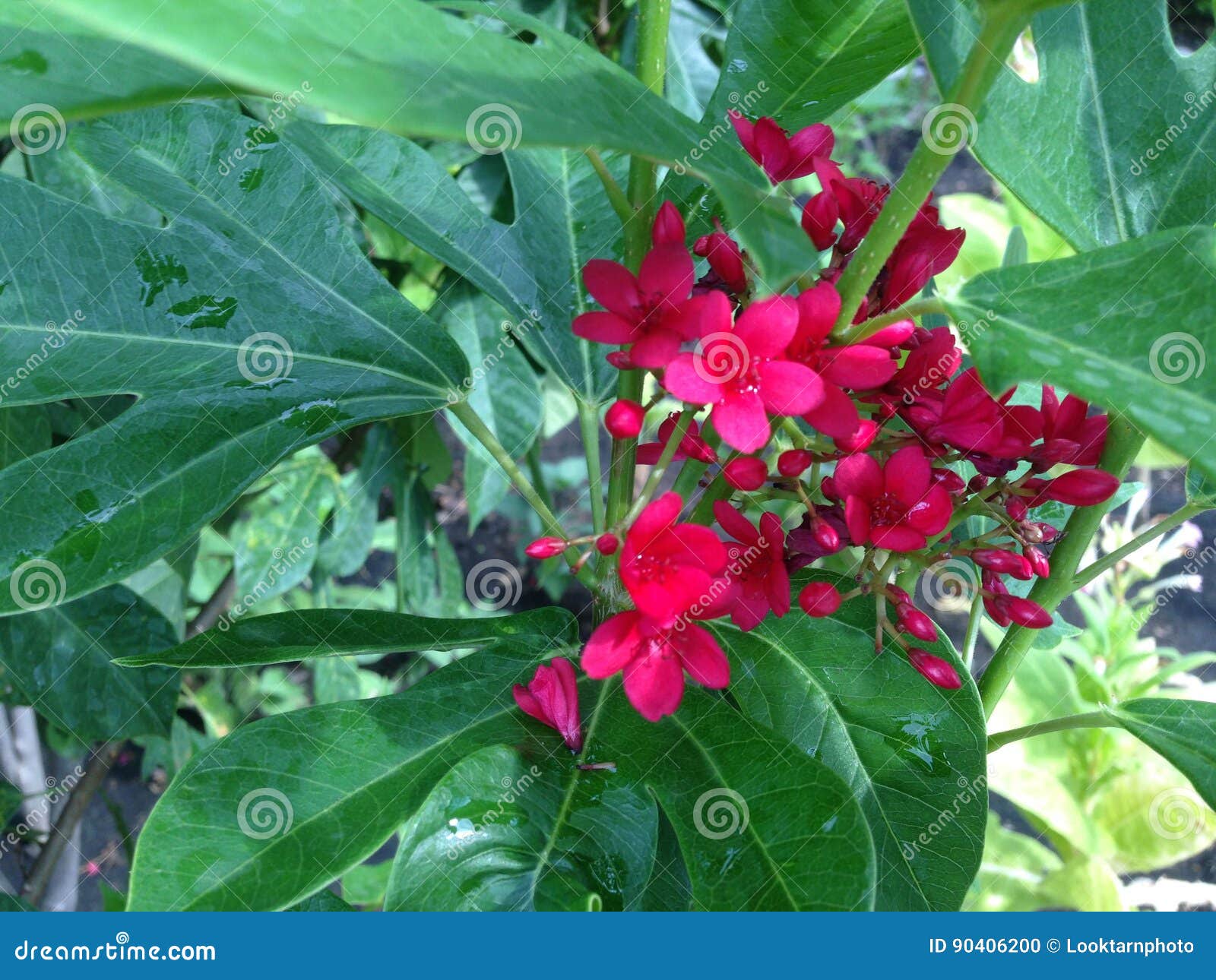 Red Jatropha Integerrima Jacq. Stock Photo - Image of fresh, garden ...