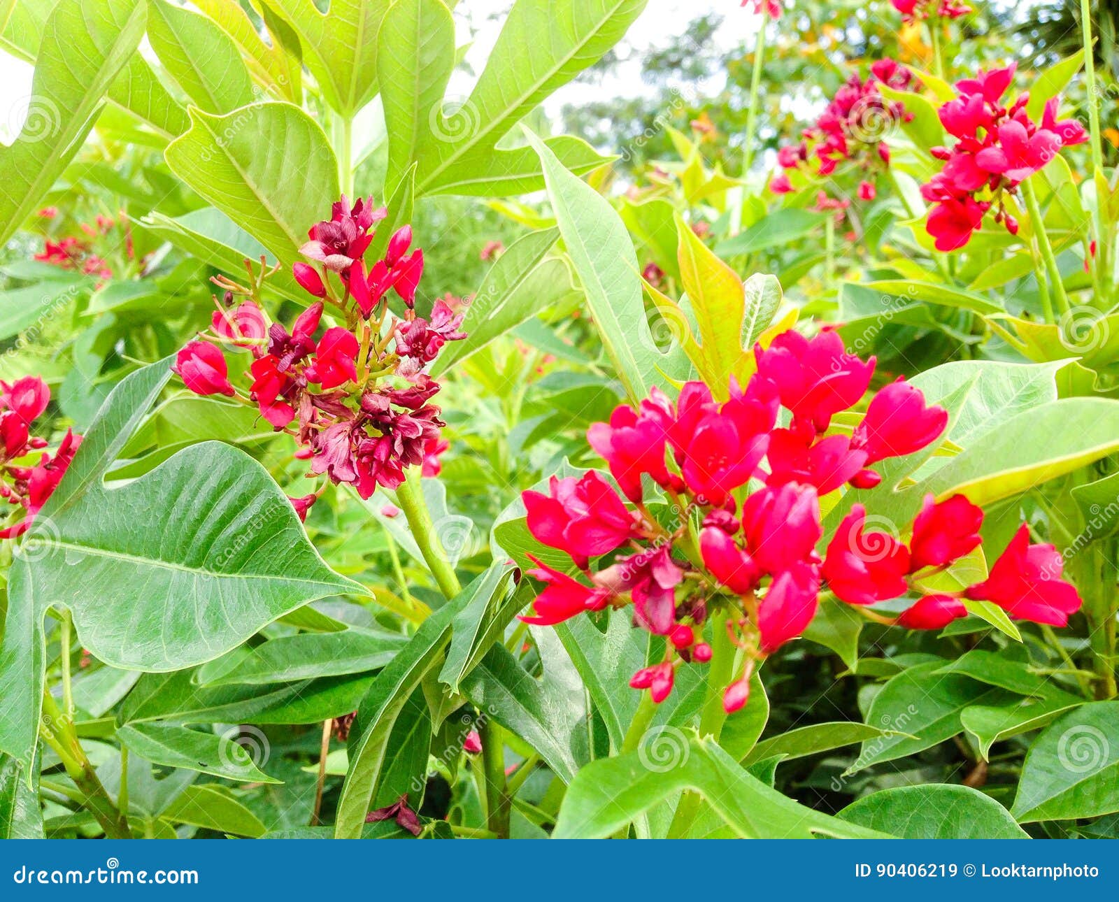 Red Jatropha Integerrima Jacq. Stock Image - Image of macro, plant ...