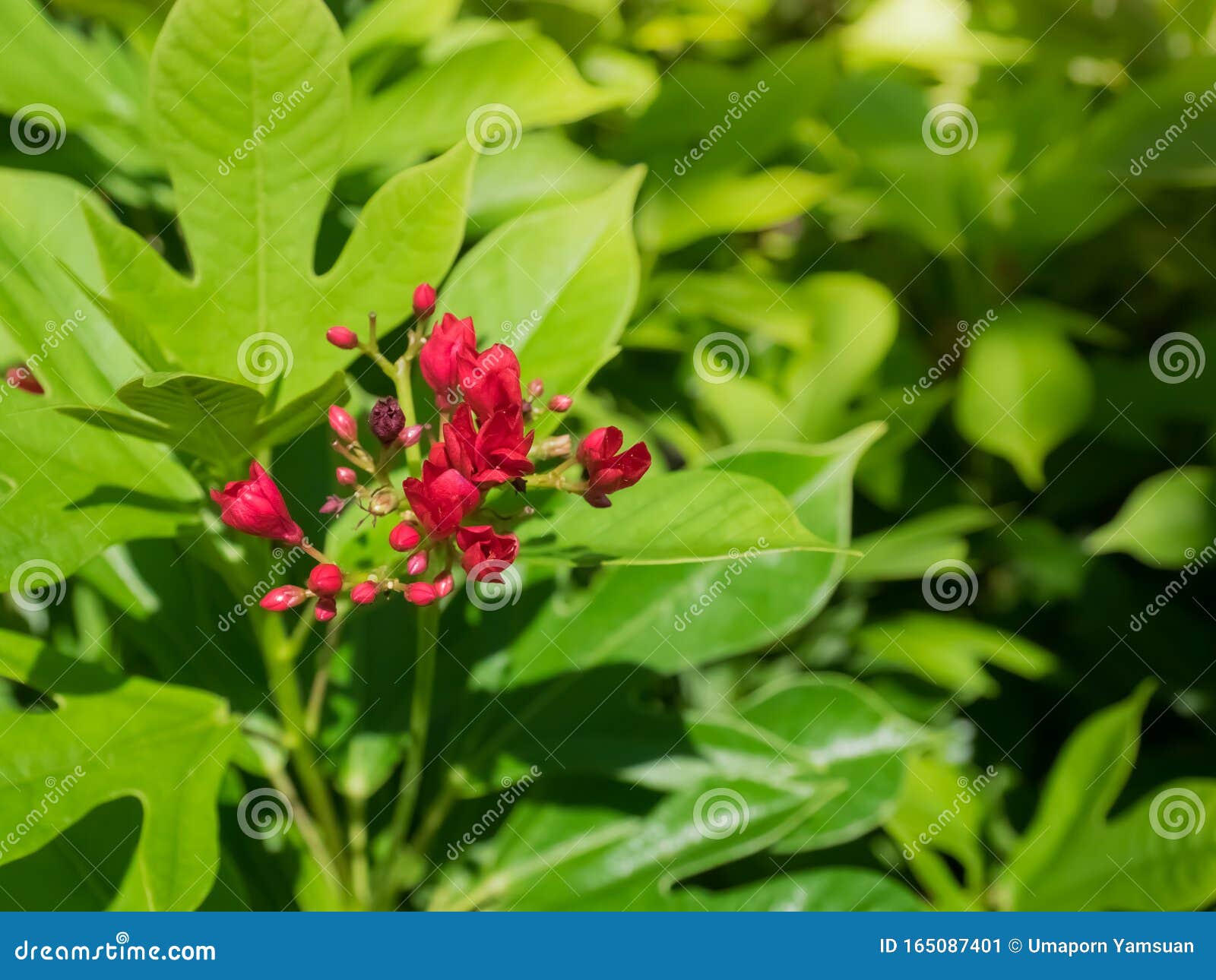 Red Jatropha Integerrima or Spicy Jatropha in the Garden, Flower ...