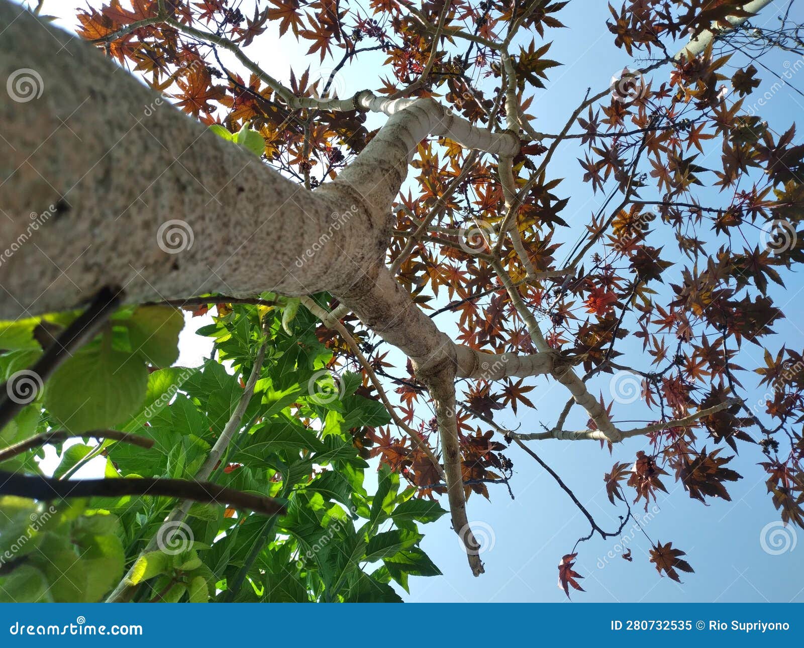 Red Jatropha Tree in the Dry Season of Southeast Asia Stock Image ...