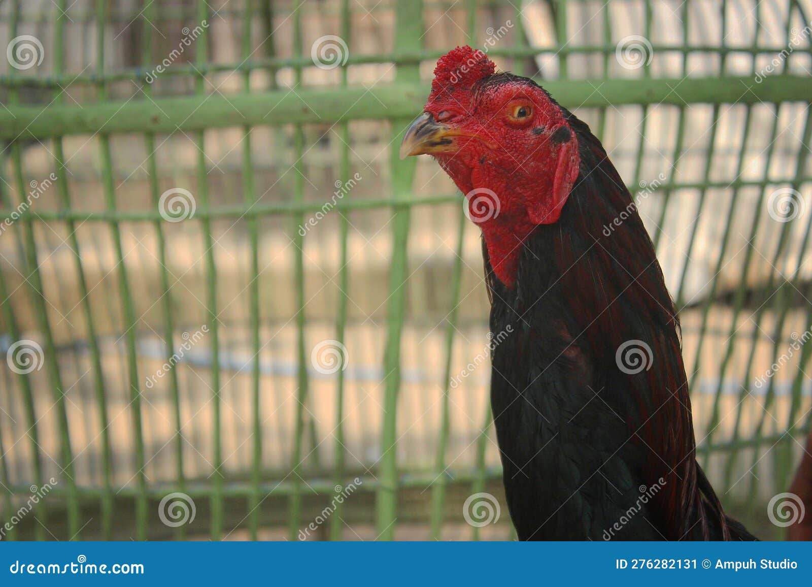 Red Javanese Rooster with Amazing Eye Stock Image - Image of rooster ...