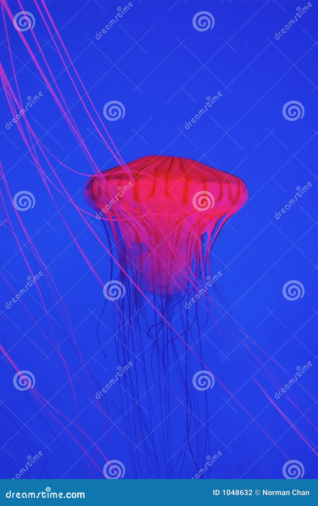 Red jellyfish stock photo. Image of fish, food, nature - 1048632