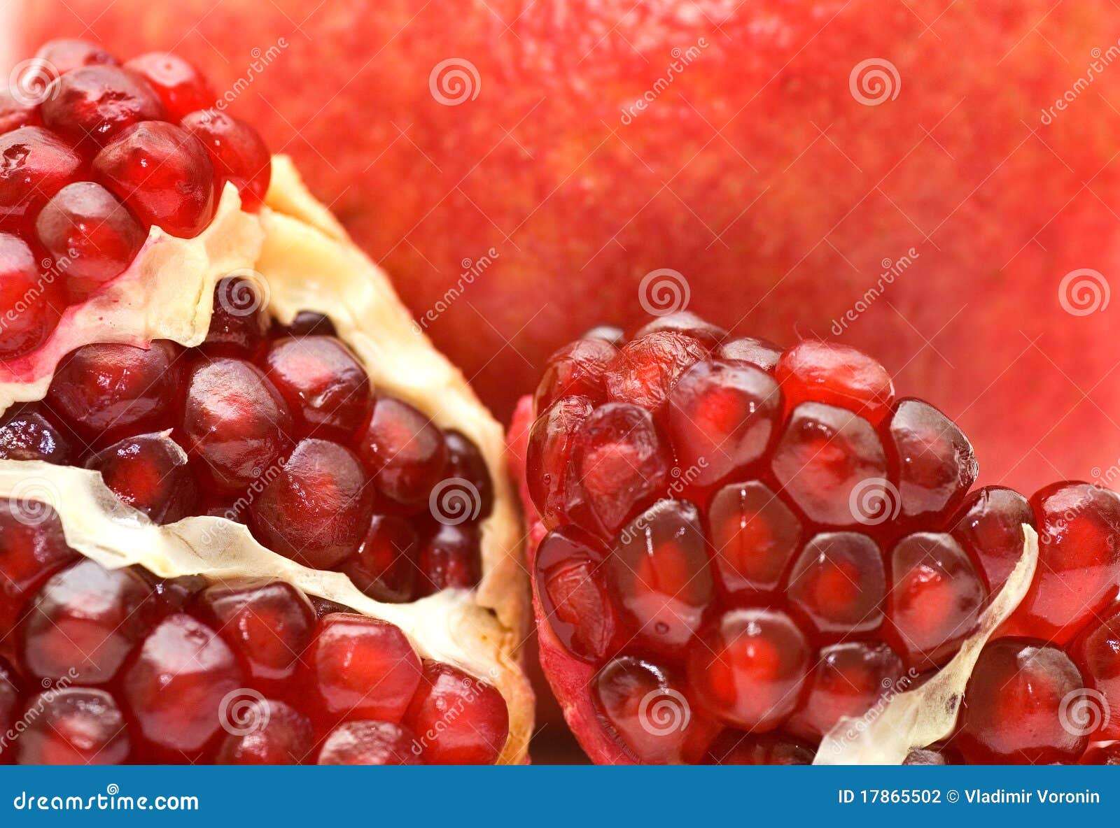 Fruit With Red Seeds, Magnolia Grandiflora, Southern Magnolia Bull Bay ...